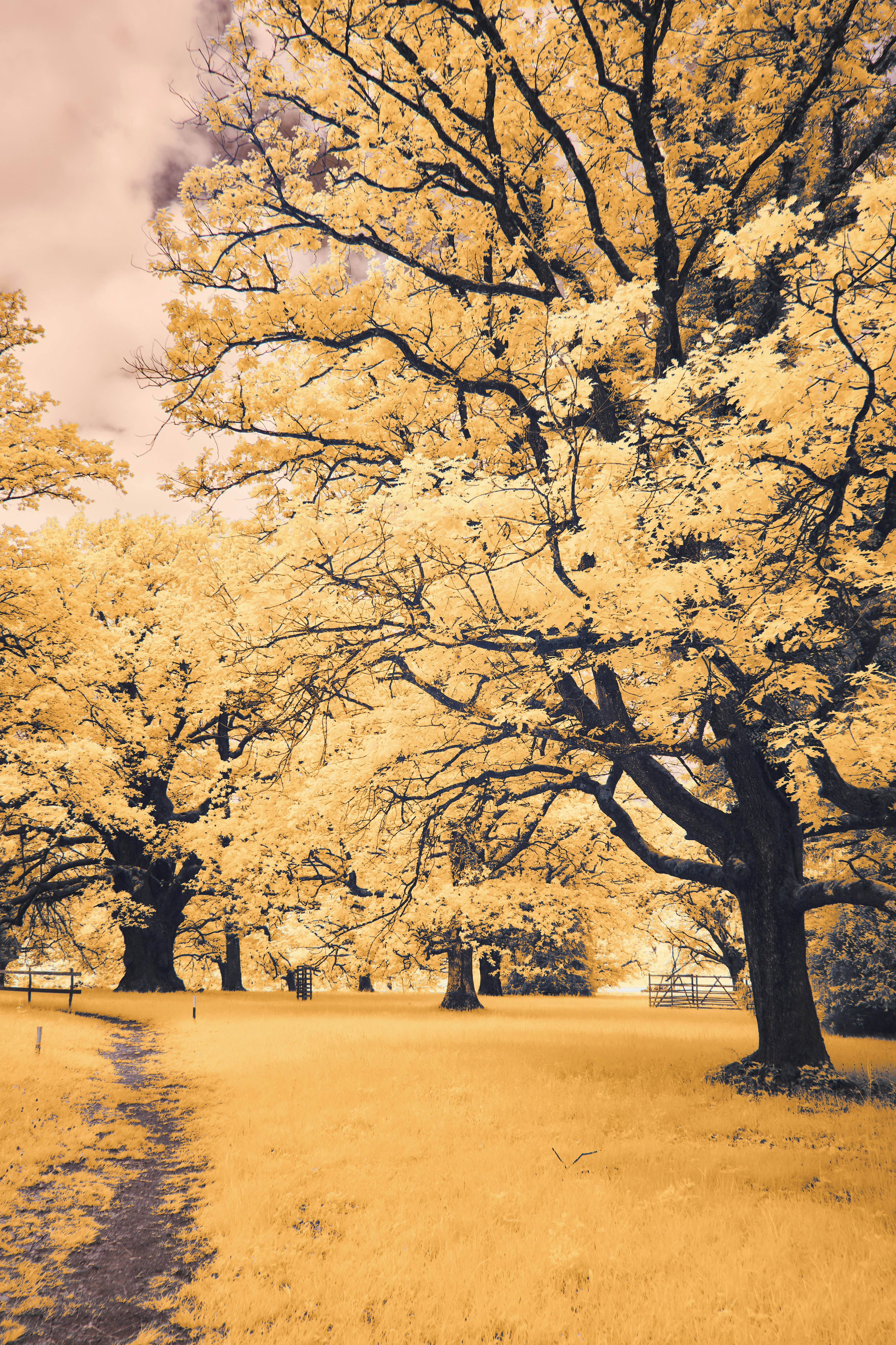 Die alten Eichen (mehrere Jahrhunderte) von Wildenstein bei Bubendorf eignen sich hervorragend für IR Aufnahmen einmal wegen den knorrigen alten Stämmen und den Kontrast den man erzielen kann | Golden trees line a path in a sunlit meadow.
