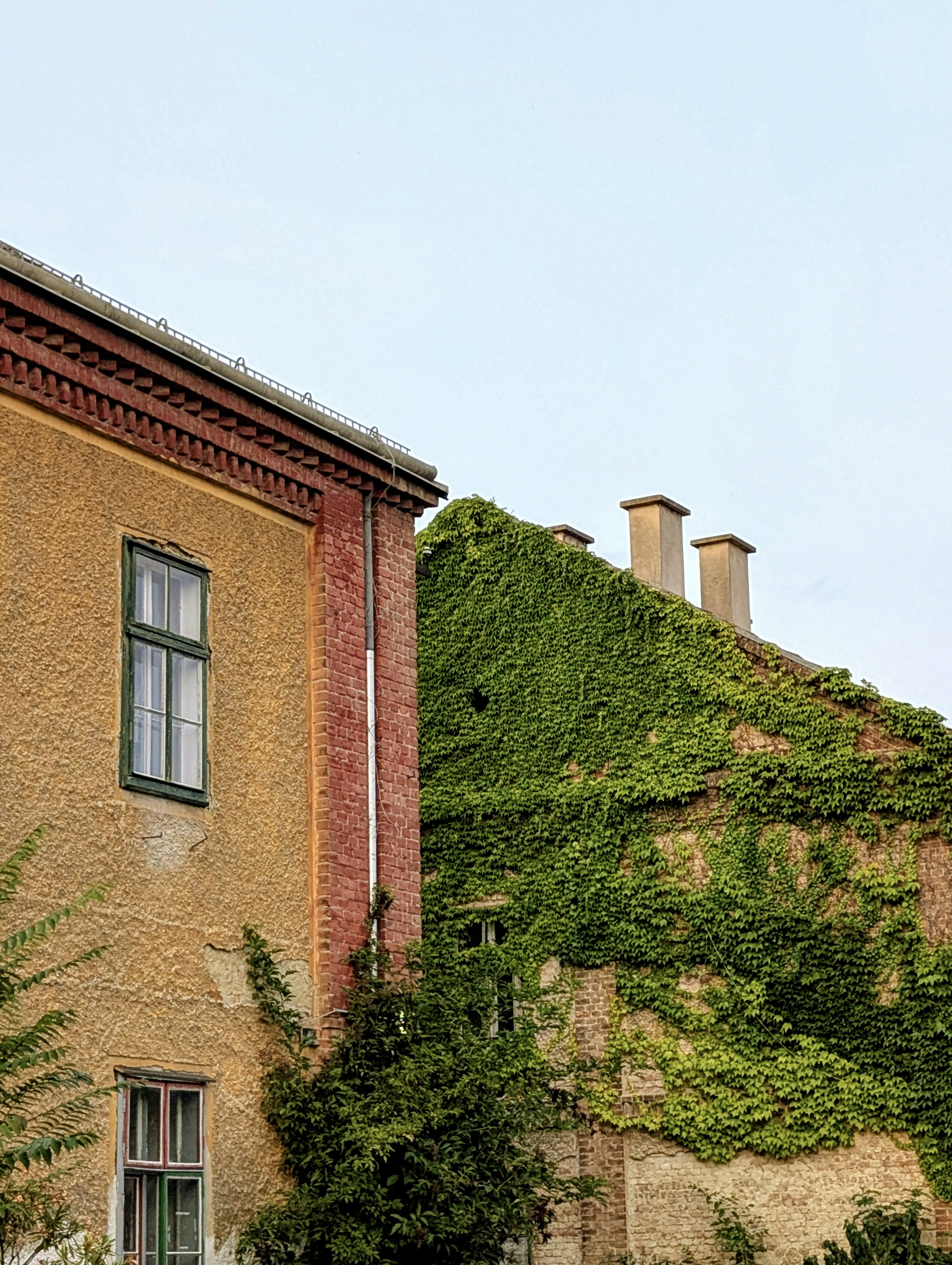 Old building covered in green ivy under a clear sky.