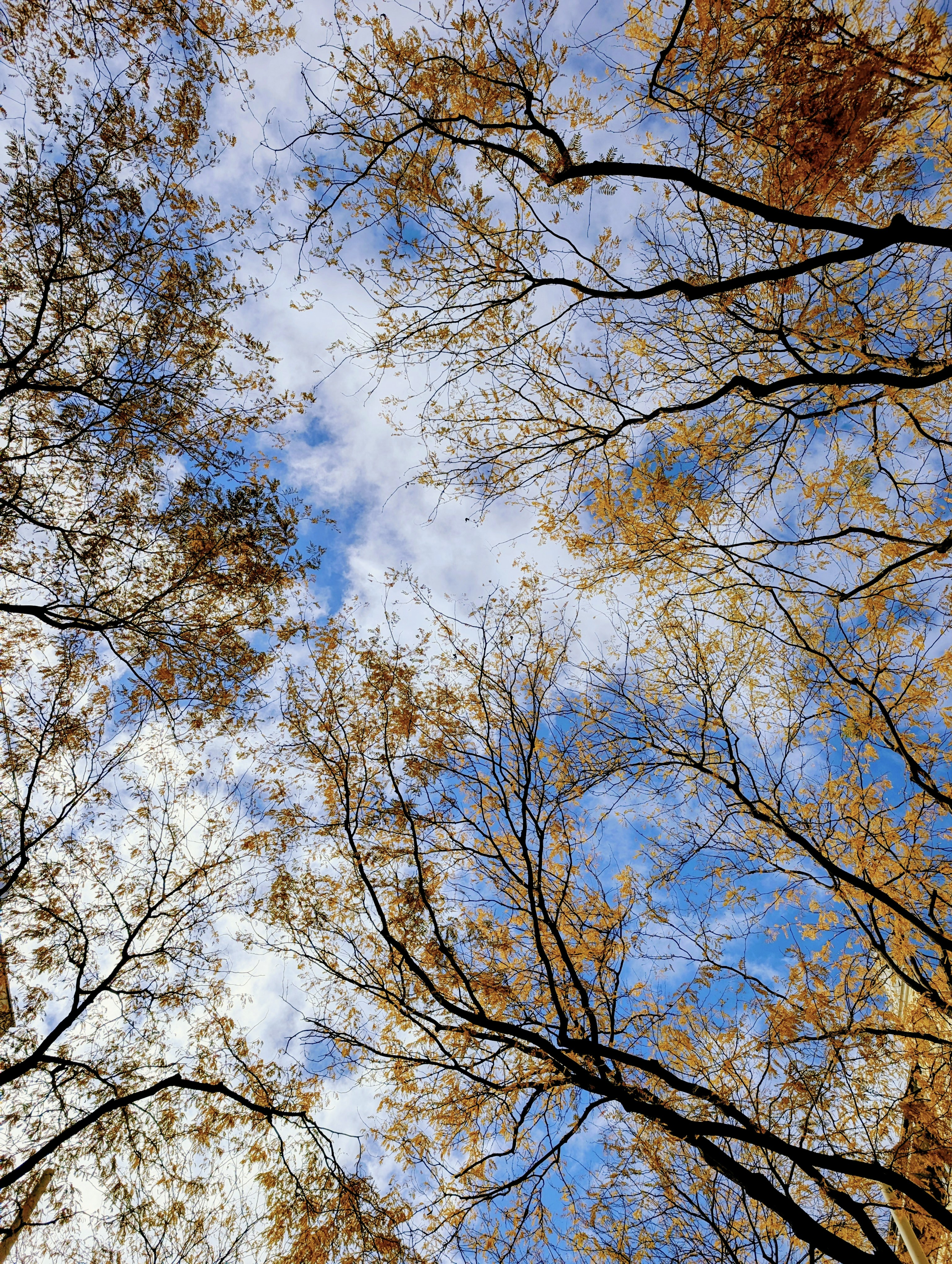 Autumn trees against a blue sky