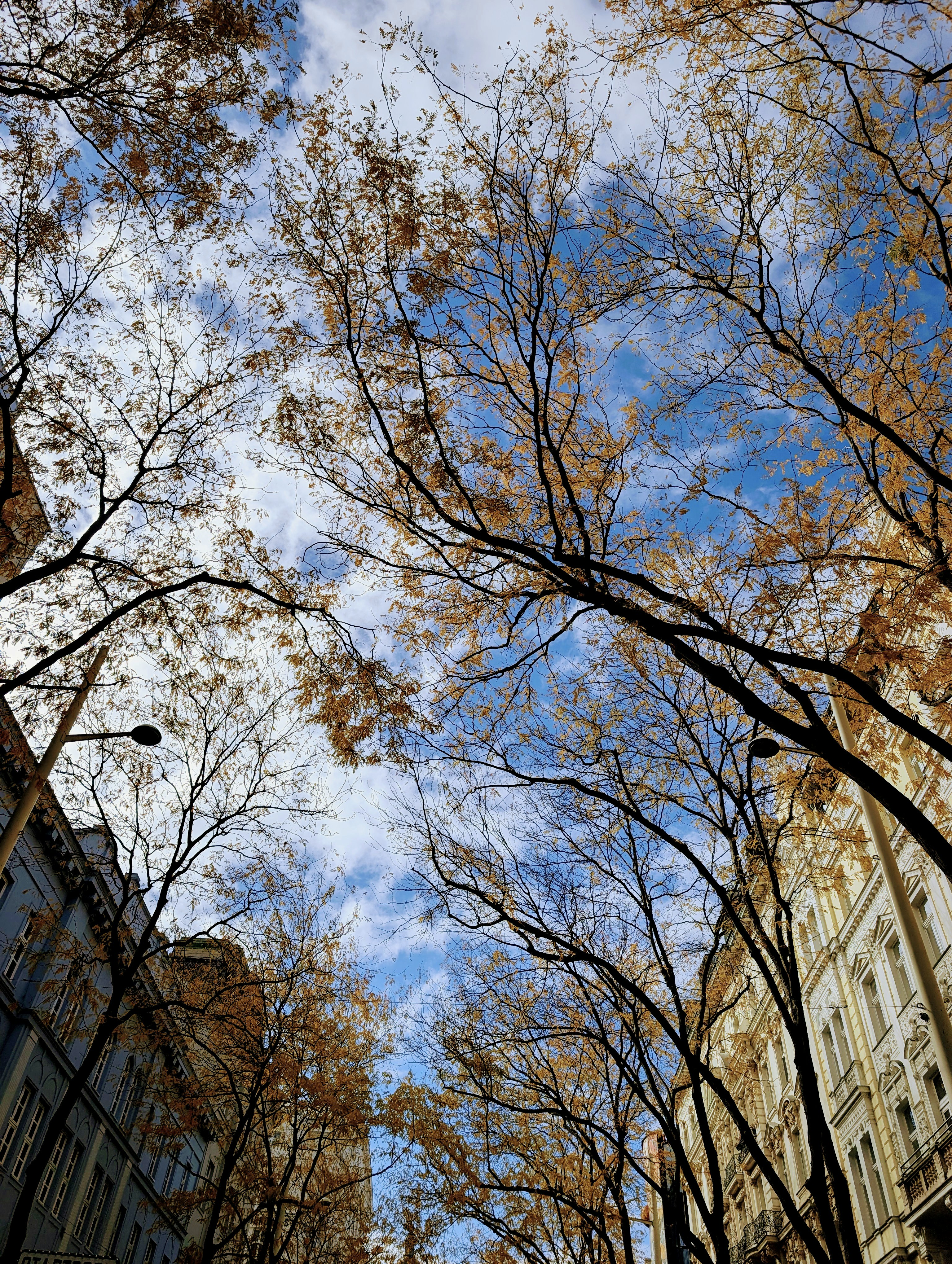 Whispers of Autumn Beneath Urban Canopy