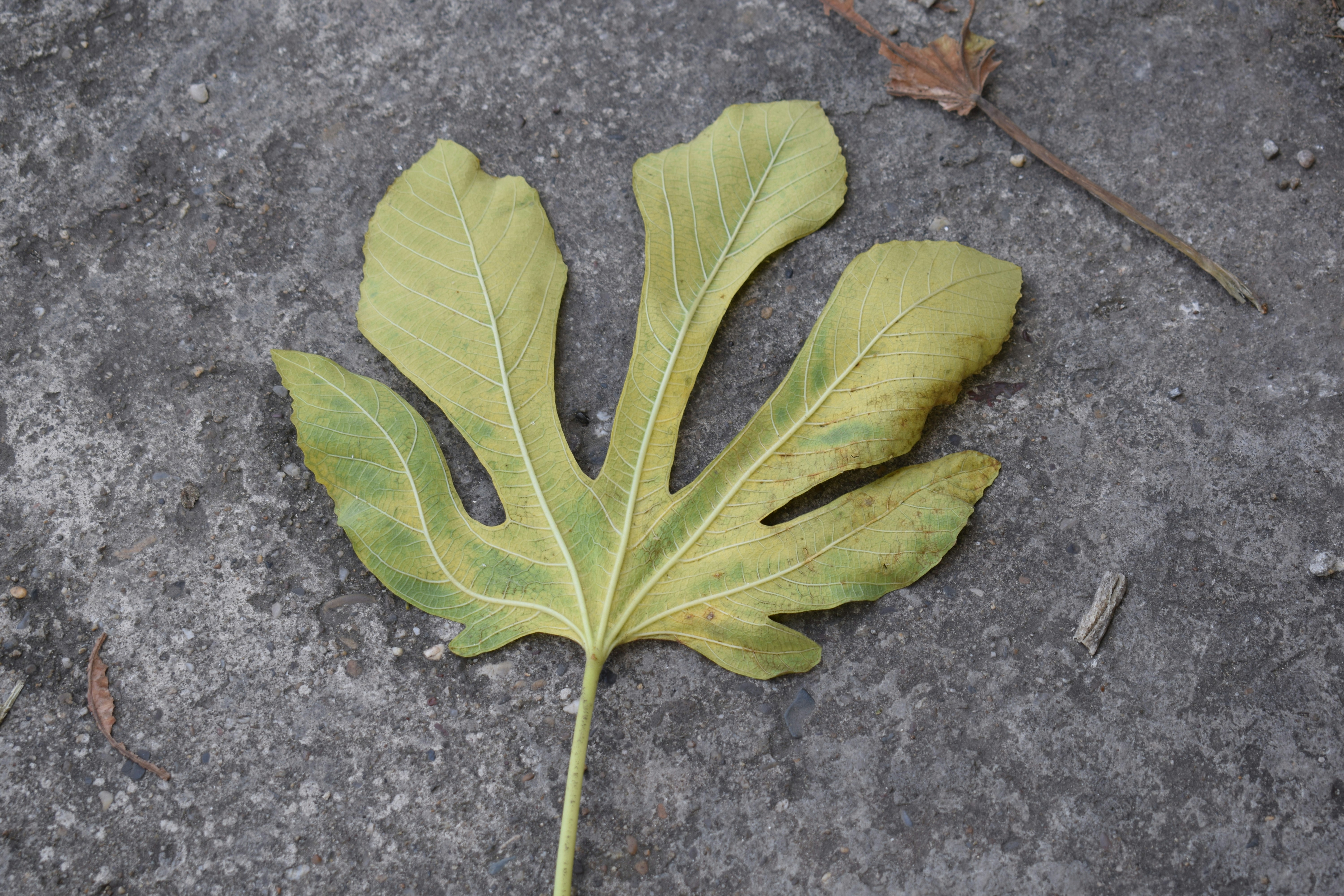 Nature's Palette: The Leaf's Story