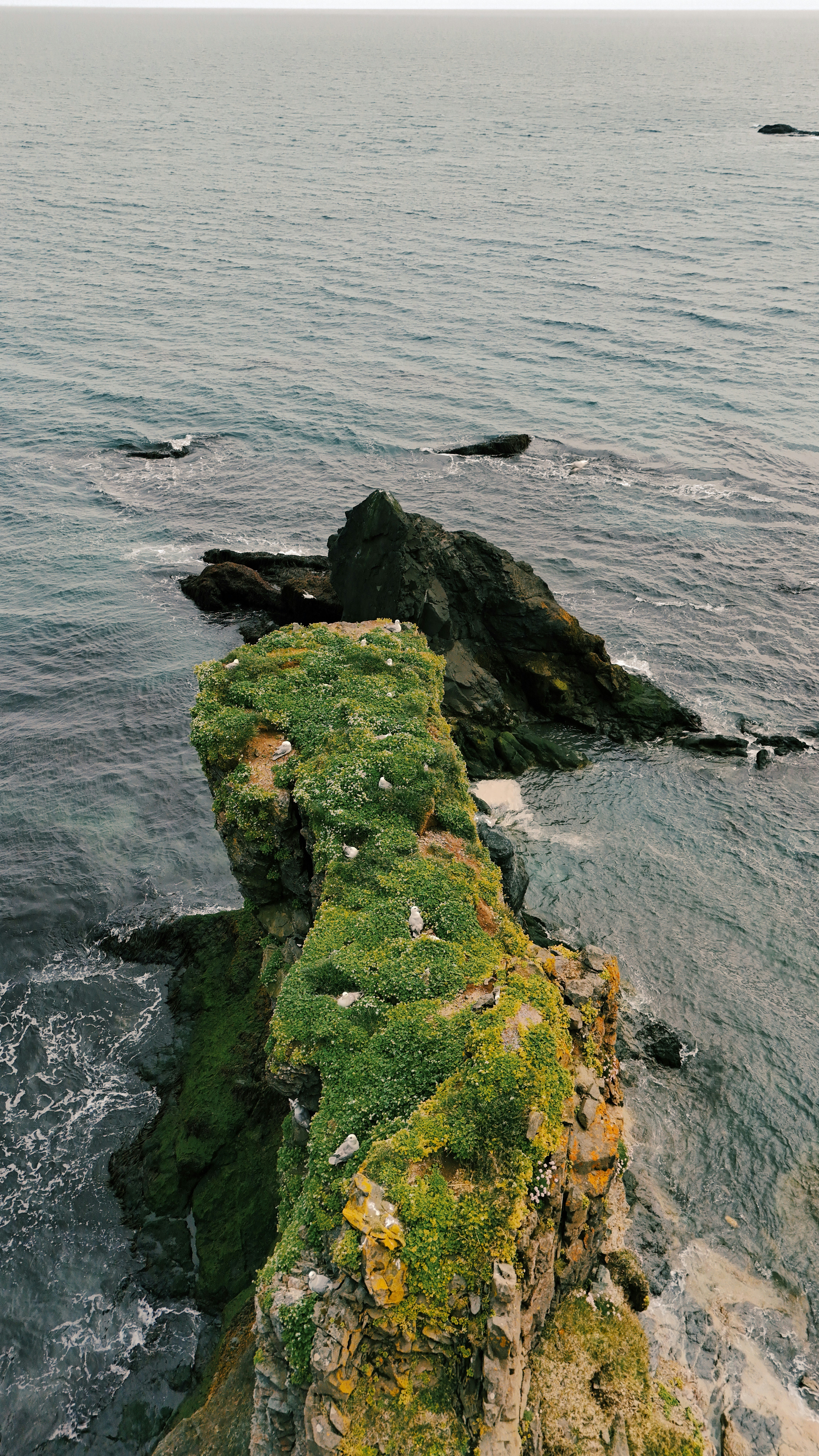 "Aerial view of a dramatic moss-covered sea stack rising from the ocean, adorned with vibrant green moss and orange lichen. Seabirds rest on the rocky formation while waves wash around its base, creating a striking contrast between the lush vegetation and dark volcanic rock in the Atlantic waters | Rocky cliff covered in green moss by the sea