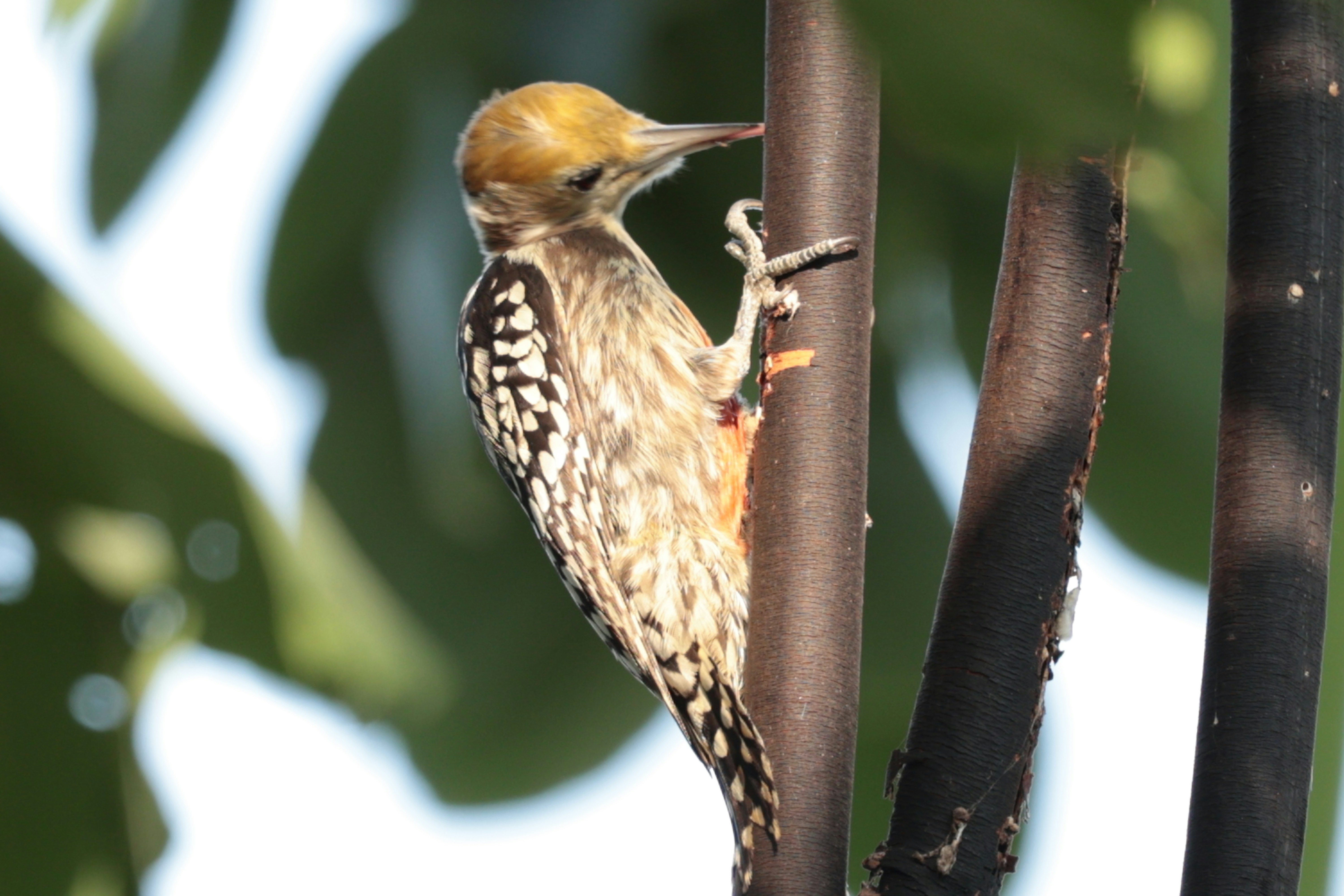 The Woodpecker's Ascent: Nature's Artisan at Work