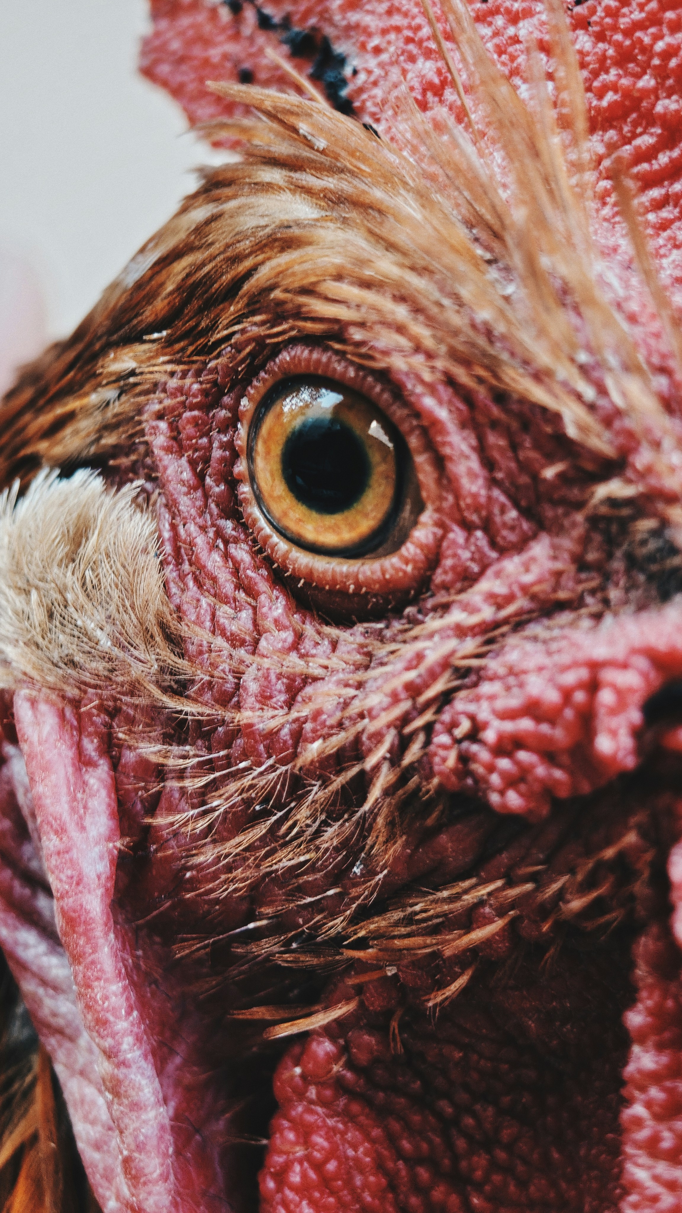 Close up of a rooster's eye and comb