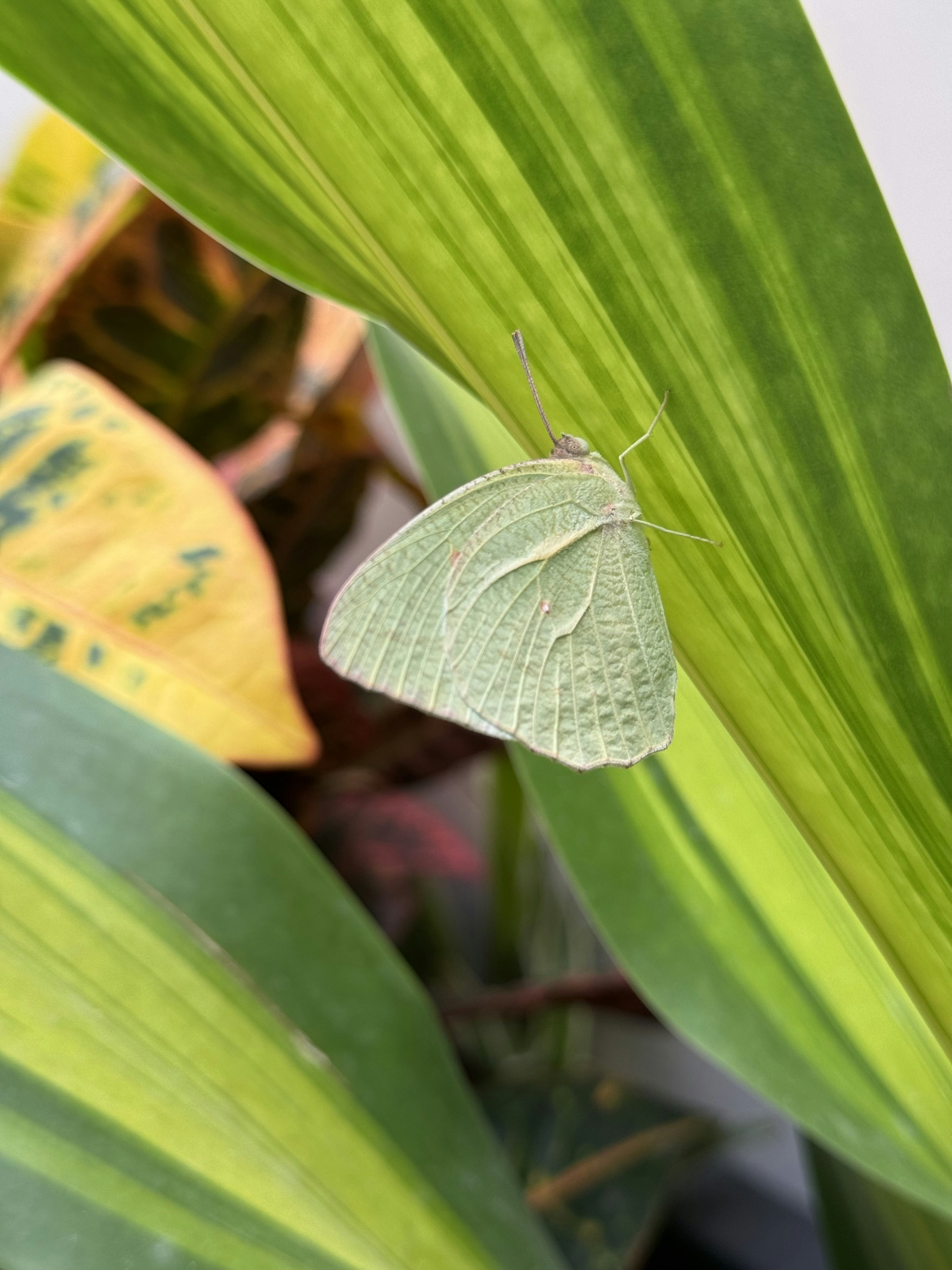 A delicate green butterfly resting on a vibrant leaf amidst lush foliage. The intricate textures of its wings contrast beautifully with the surrounding greenery.
