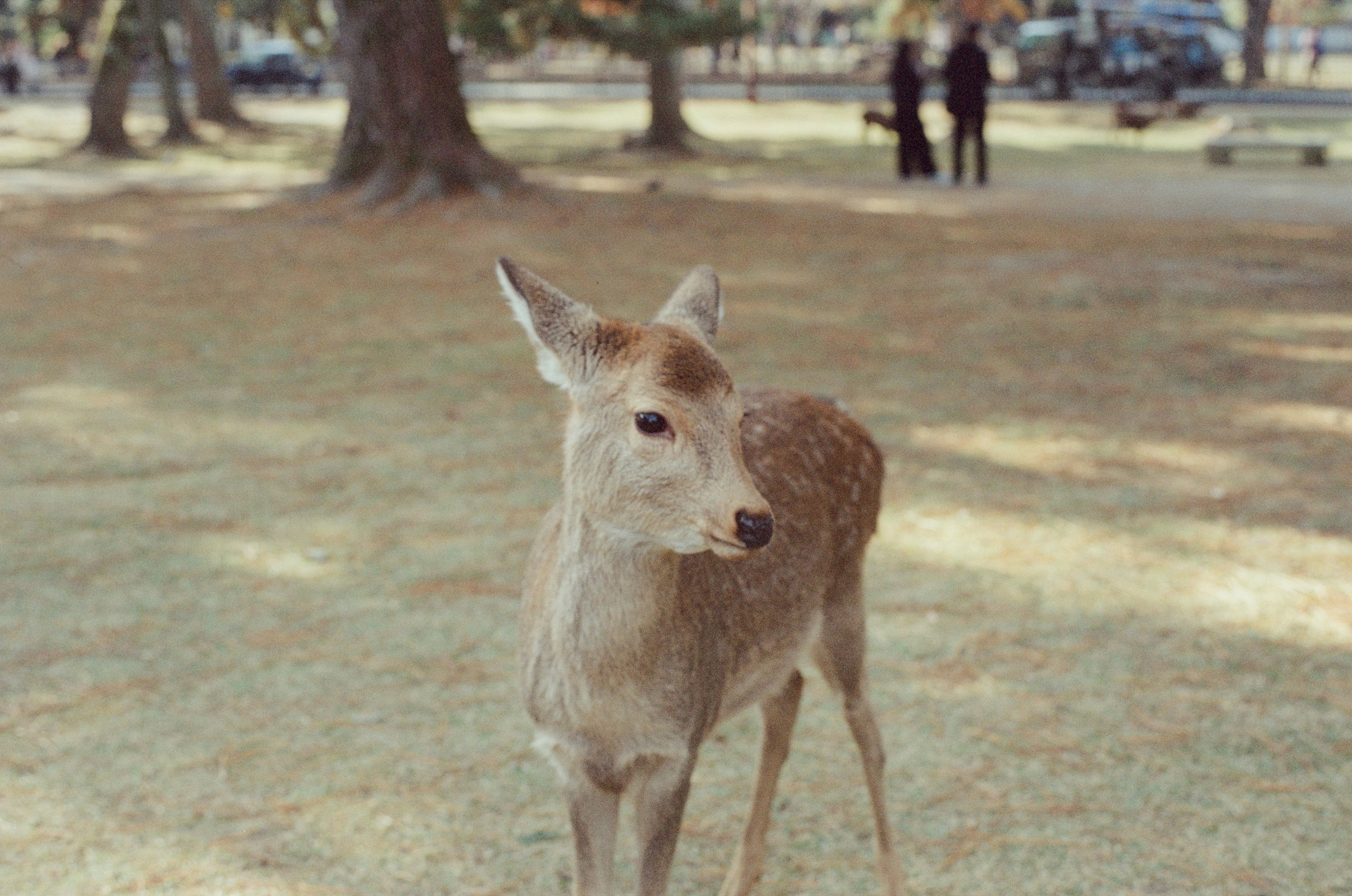 On 35mm film Kumo 250D