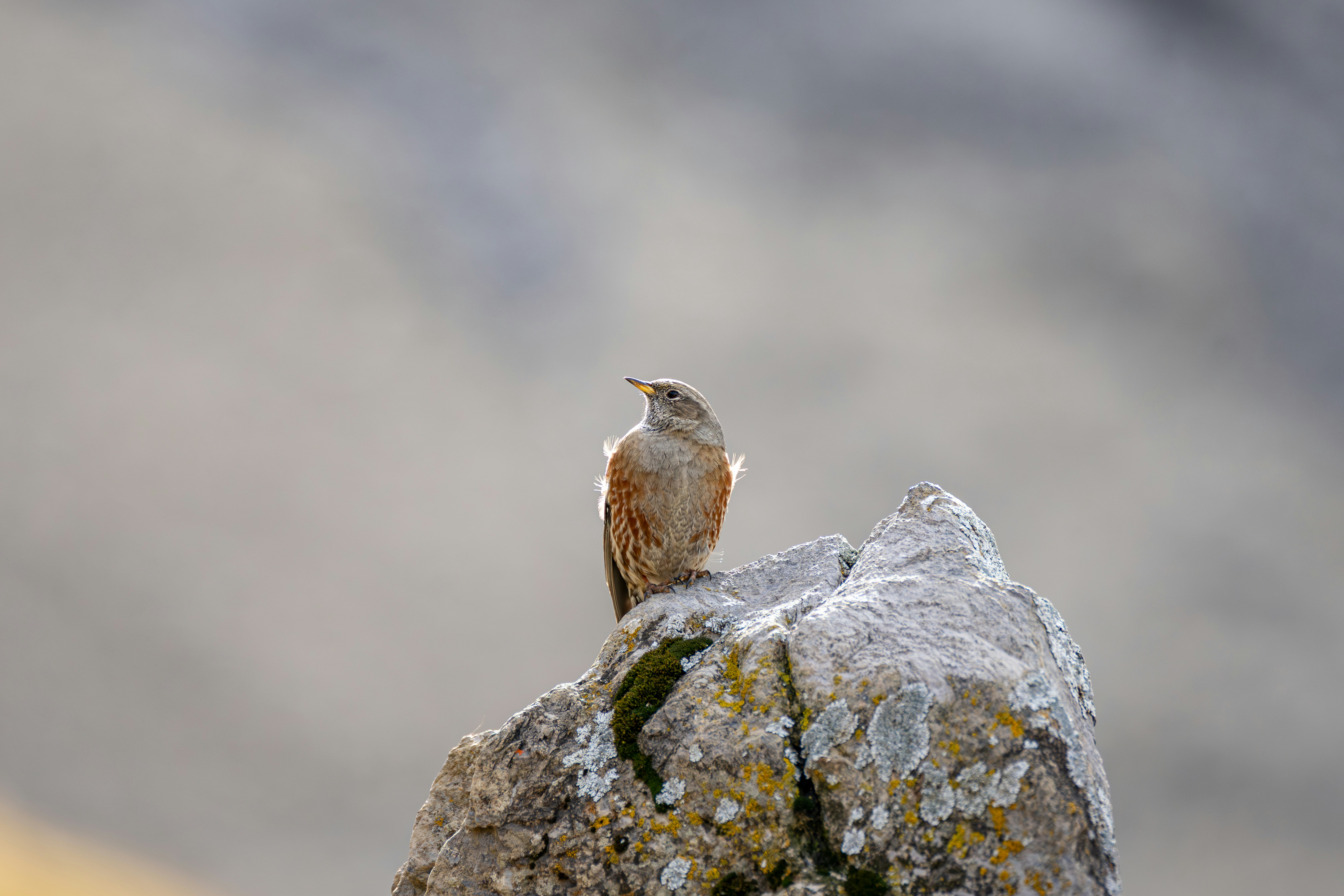 A small bird perched on a rock.