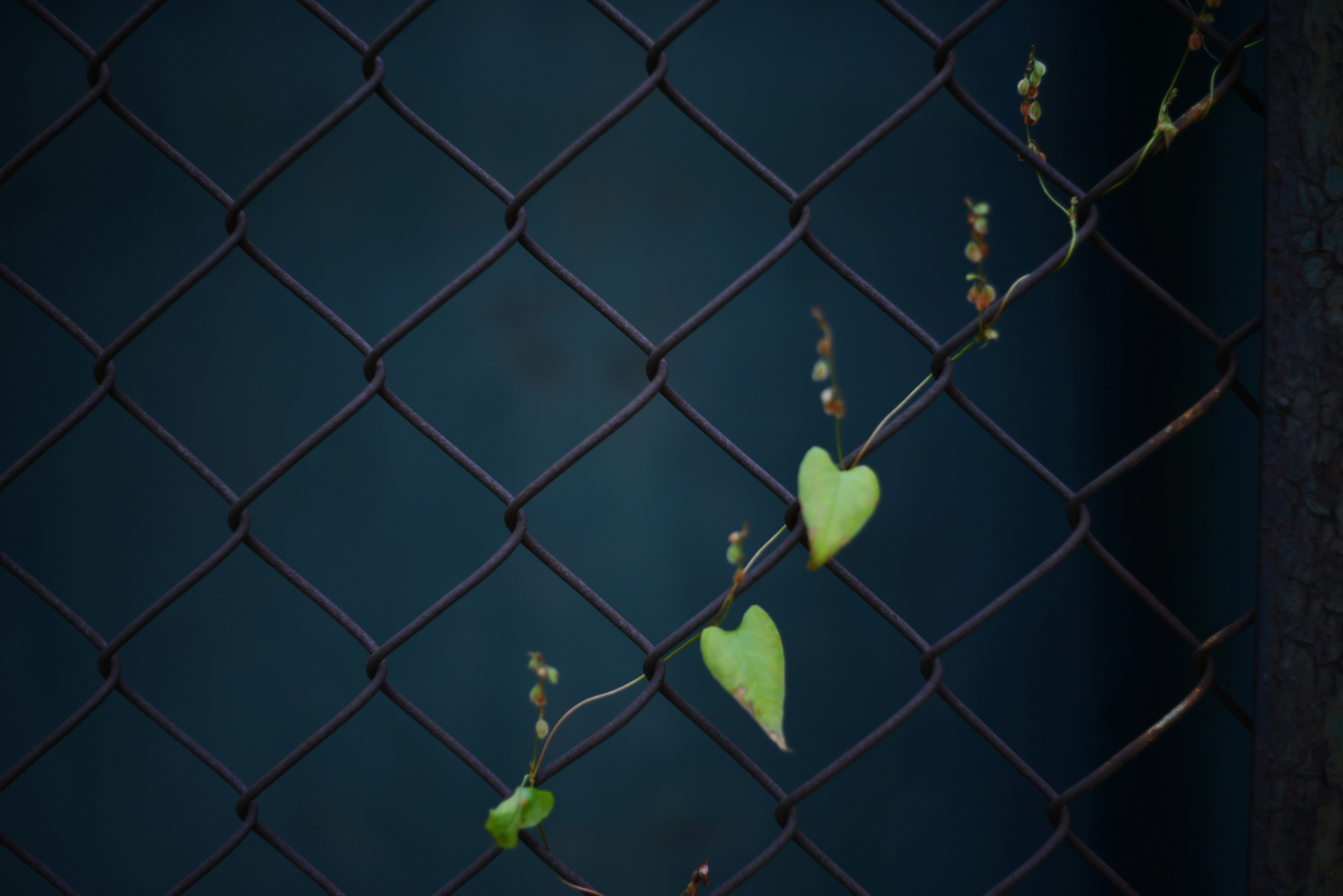 Vine with heart-shaped leaves on chain-link fence