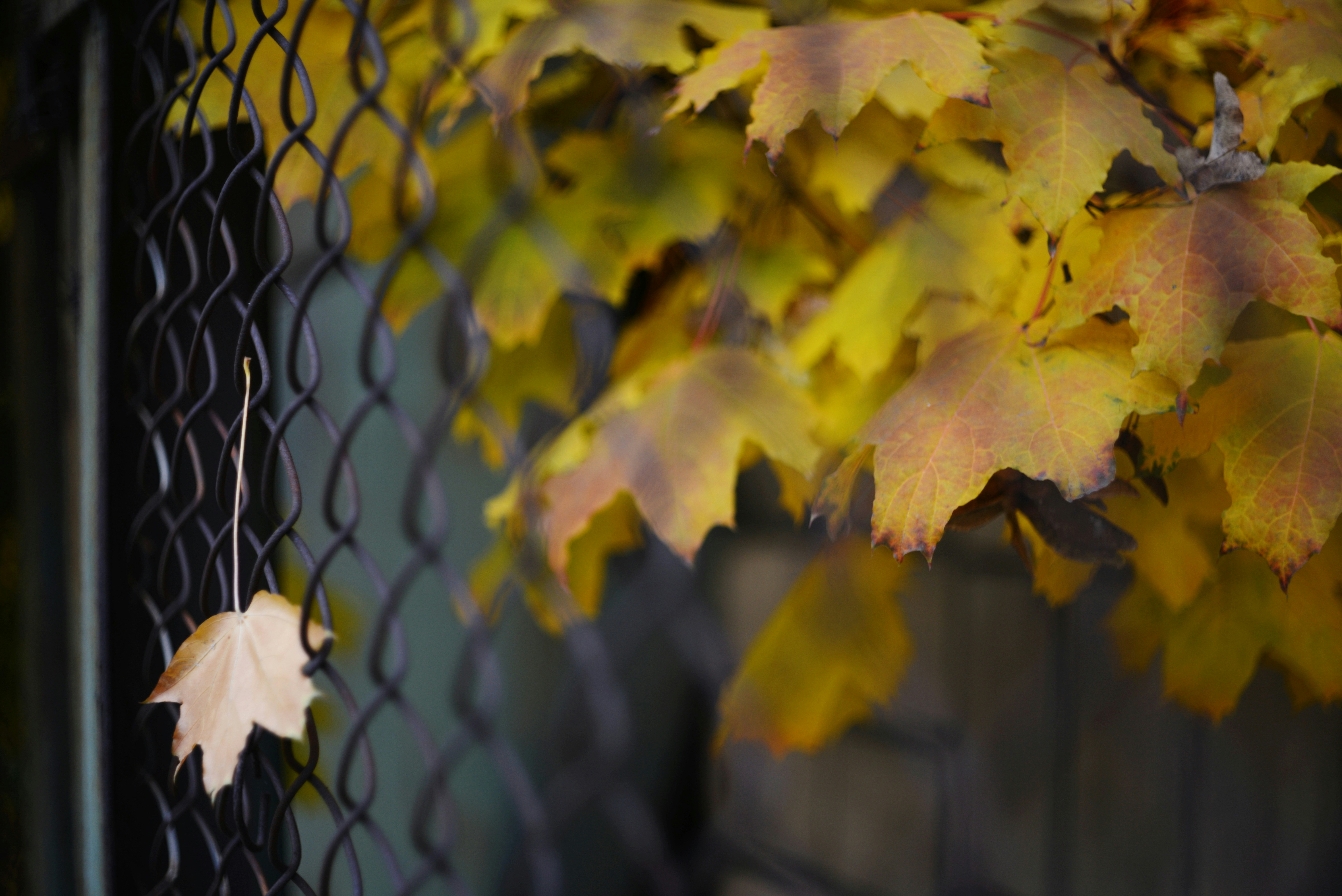 Yellow autumn leaves on a chain-link fence.