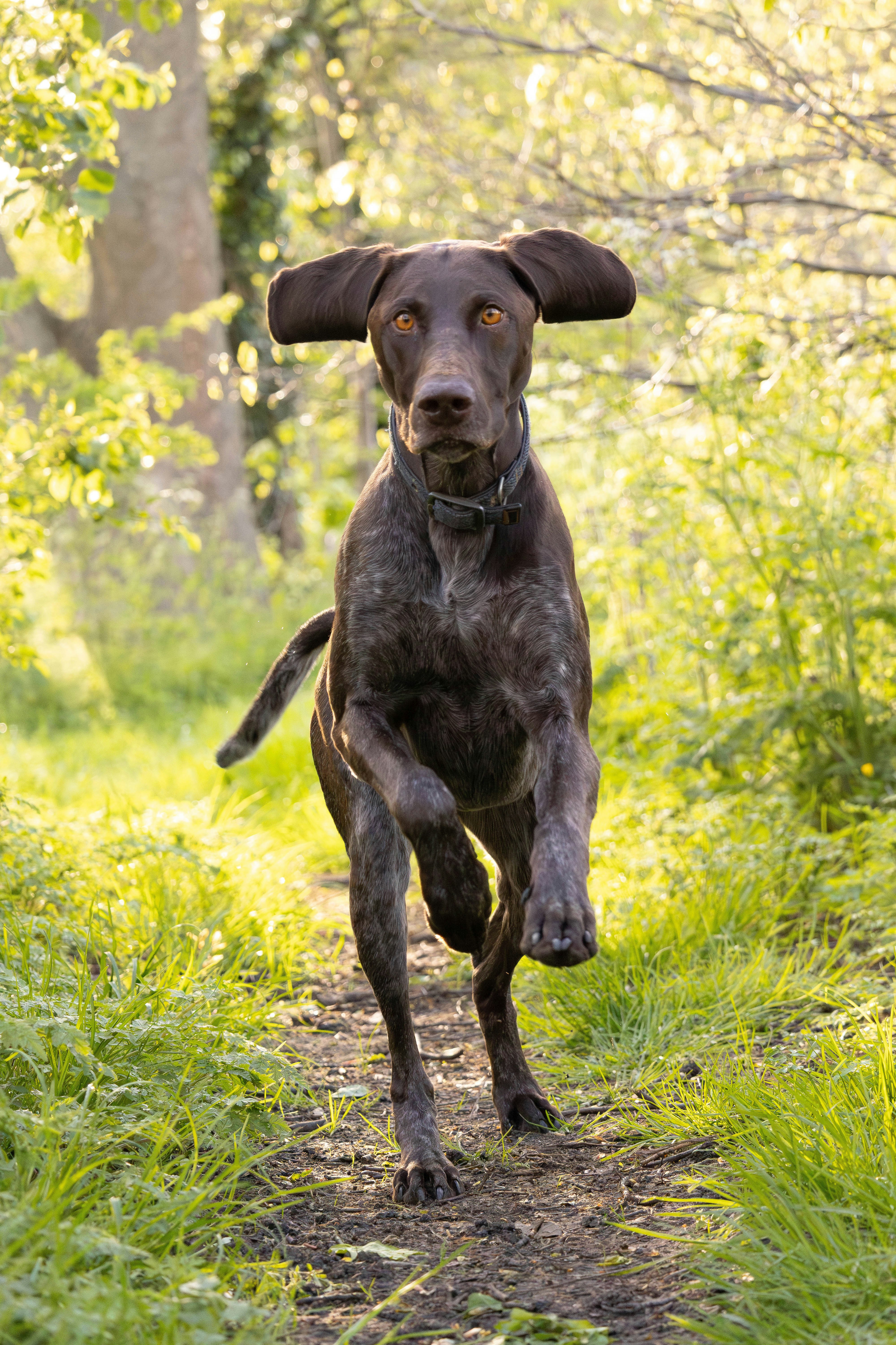 German shorthaired pointer running through the woods | A german shorthaired pointer running on a path.