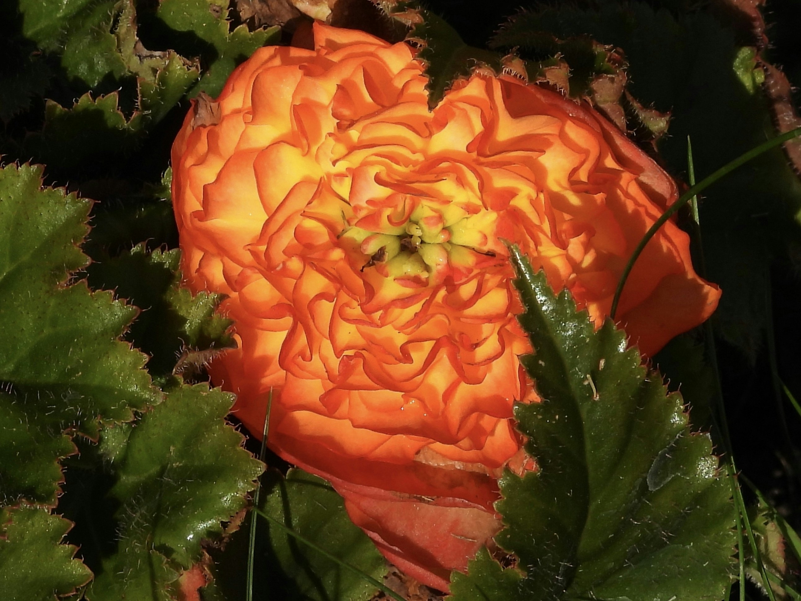 Begonia | Close-up of a vibrant orange ranunculus flower.