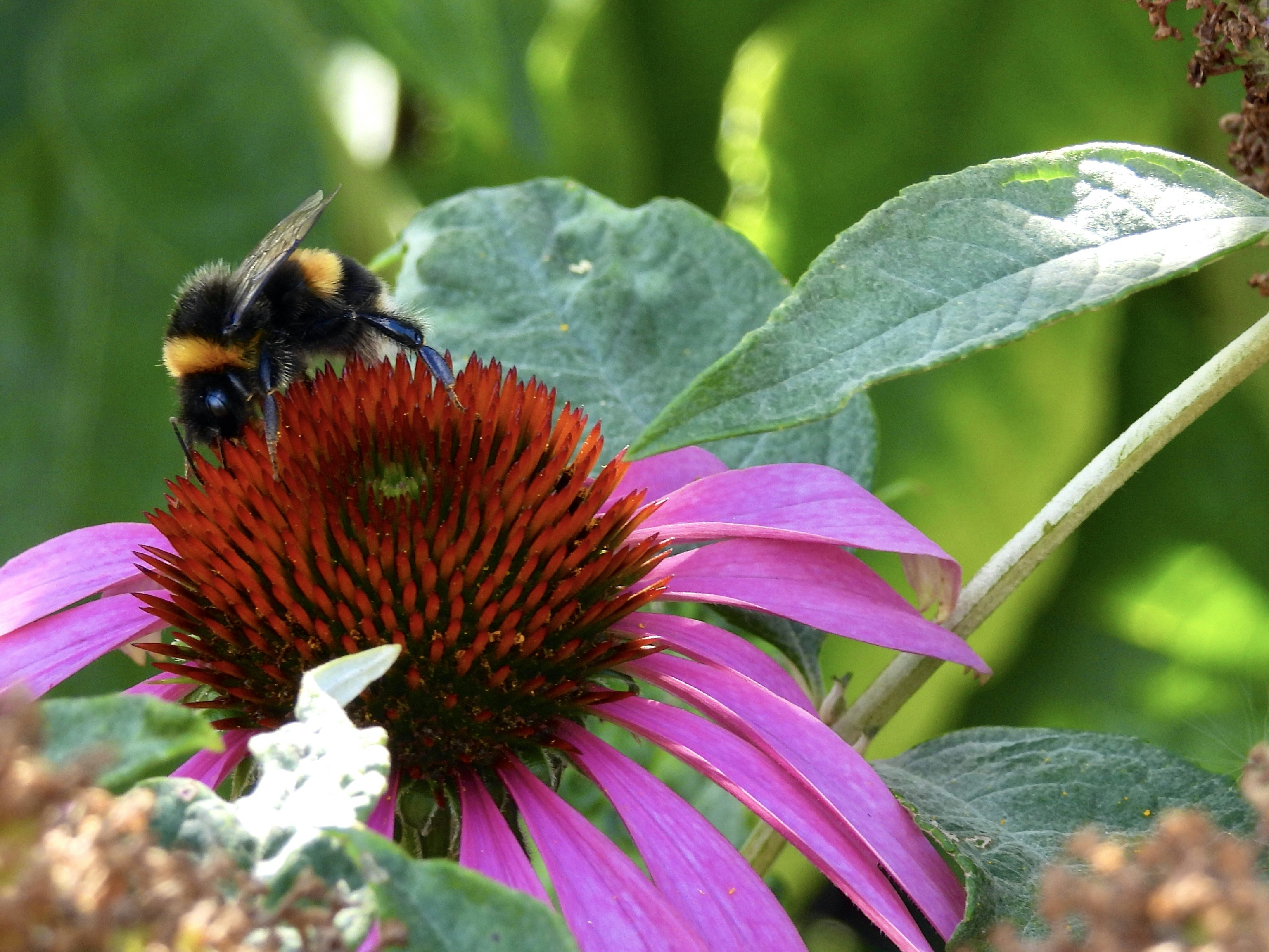 Harmony in Nature: The Pollinator's Dance