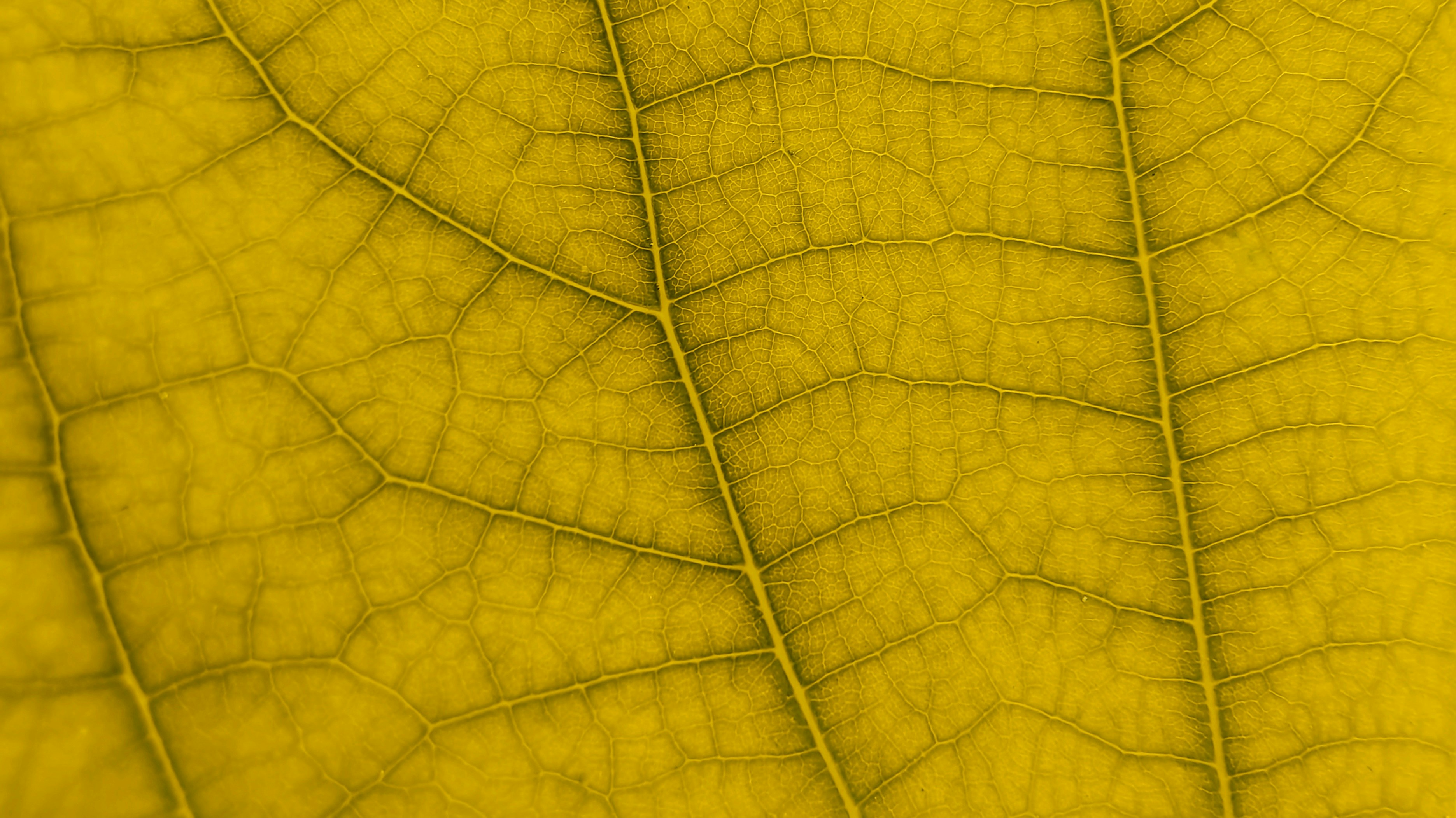 Close-up of a yellow leaf's intricate vein pattern.