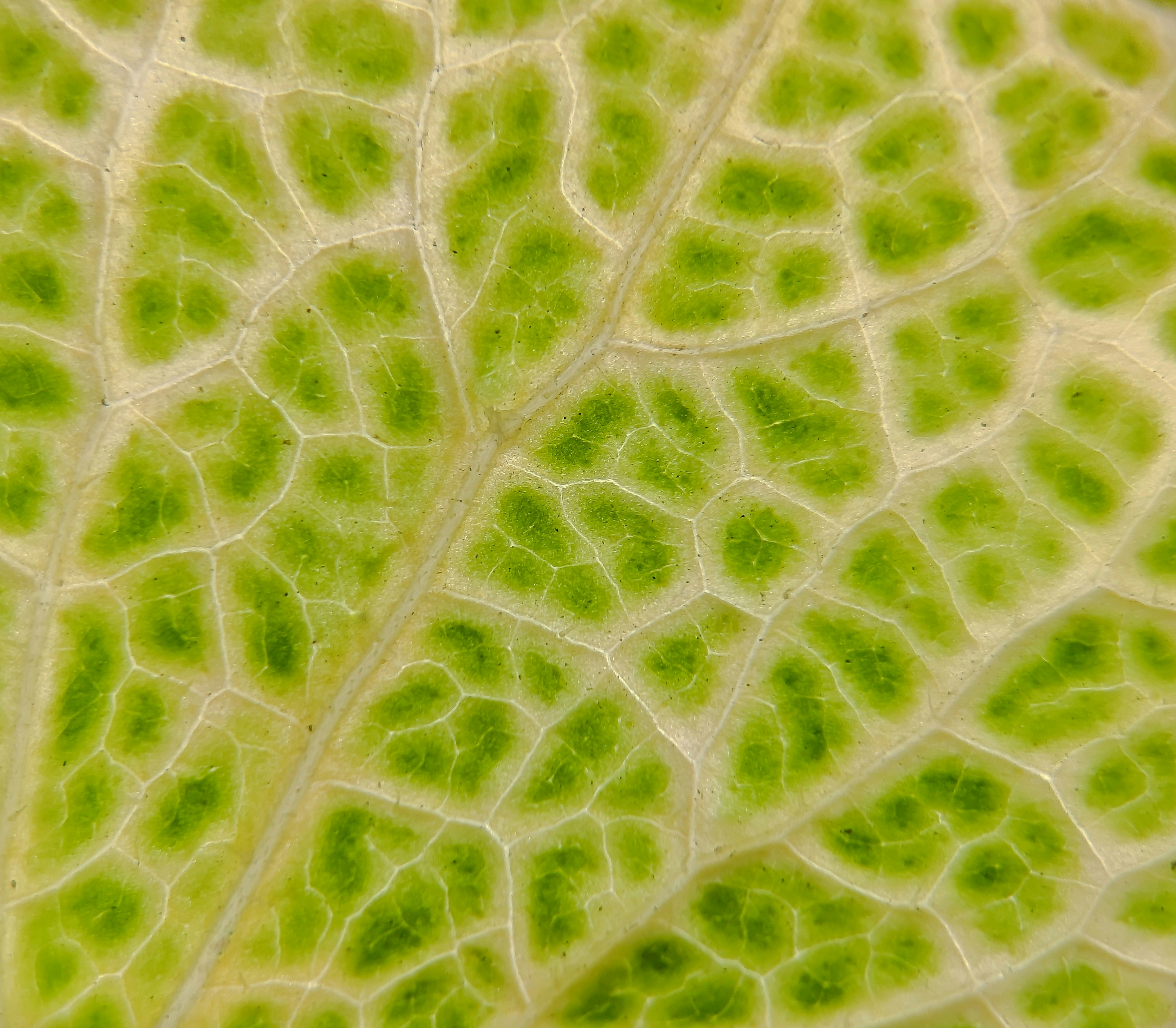 Sample photo from OnePlus 13