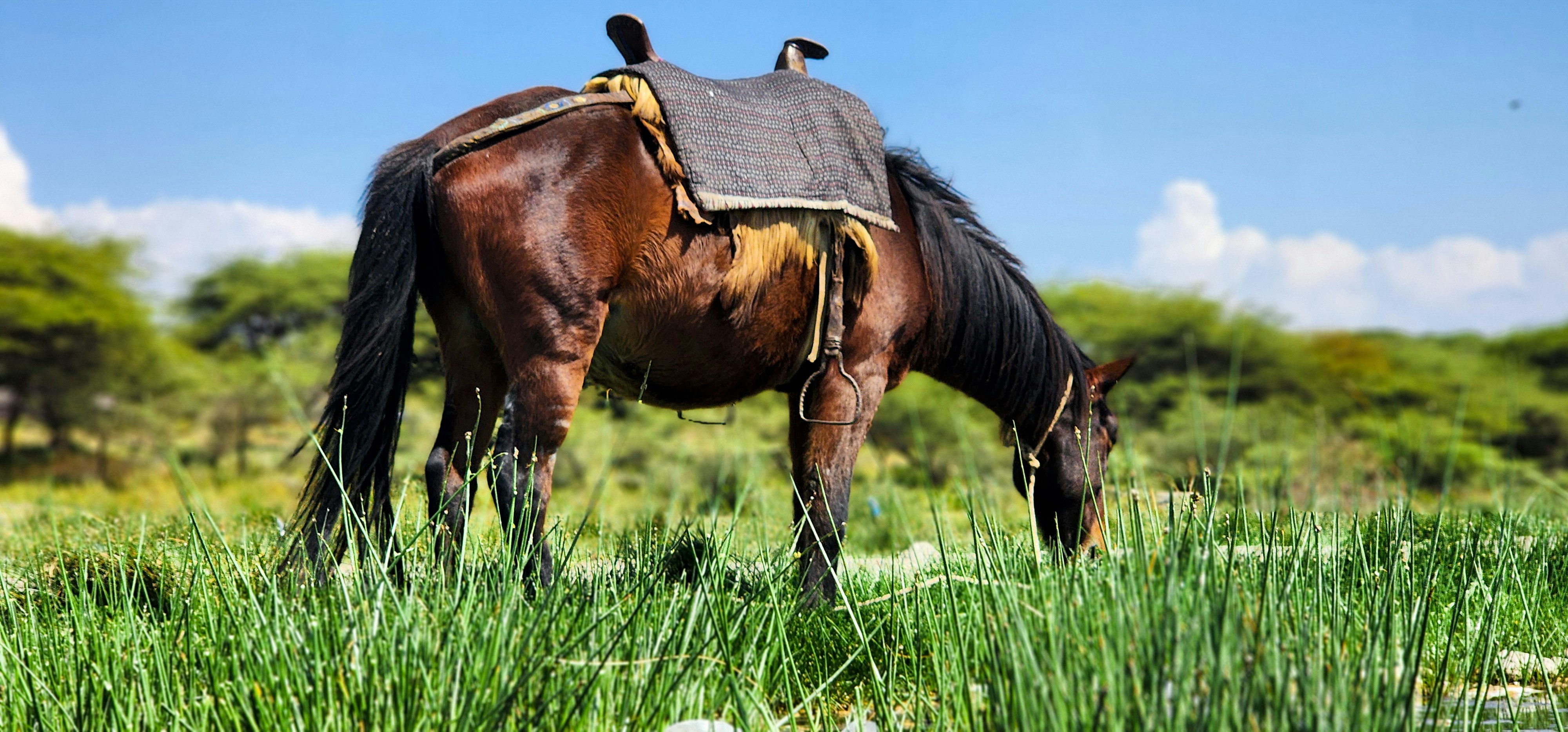 Brown horse with saddle grazing in green field