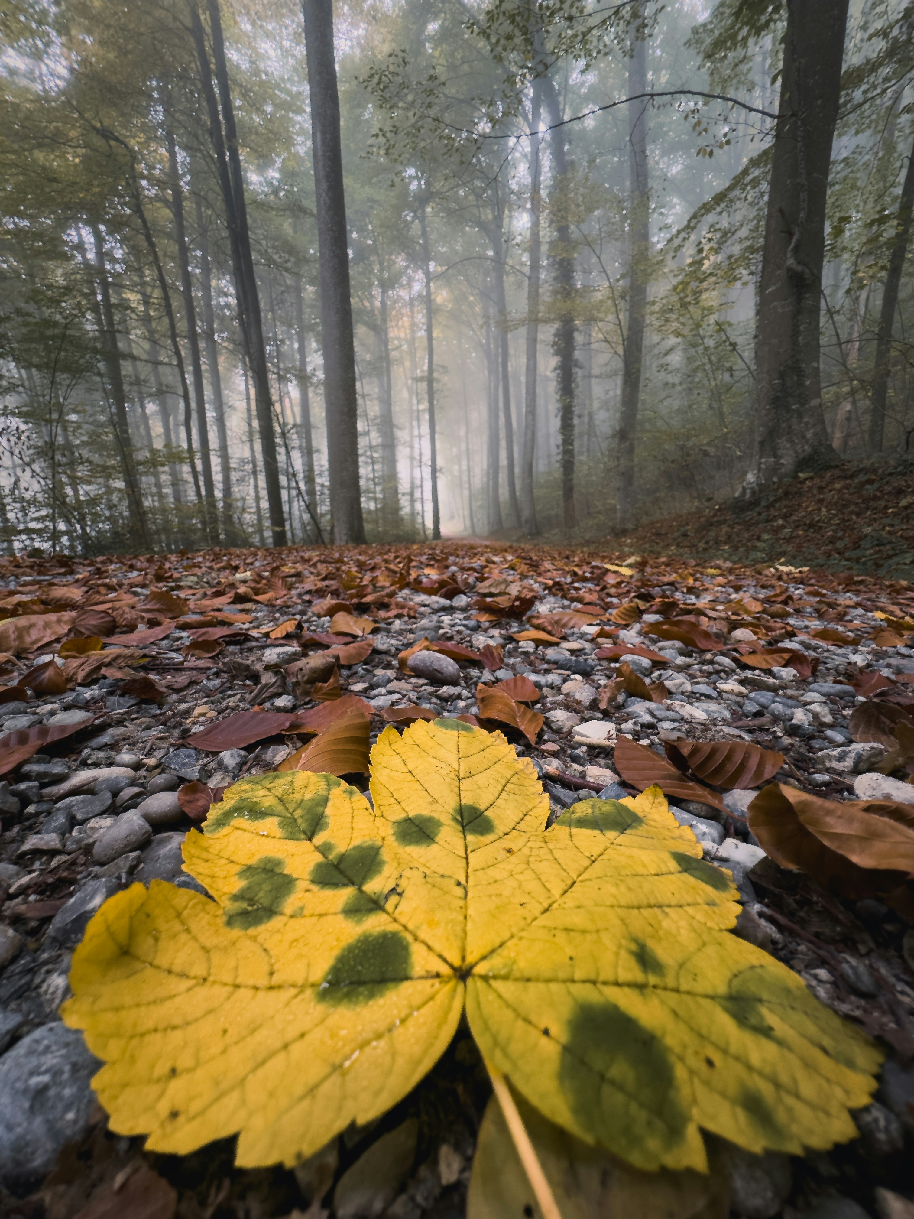 A vibrant yellow leaf rests on a rocky path, surrounded by fallen leaves and shrouded in a misty forest backdrop.