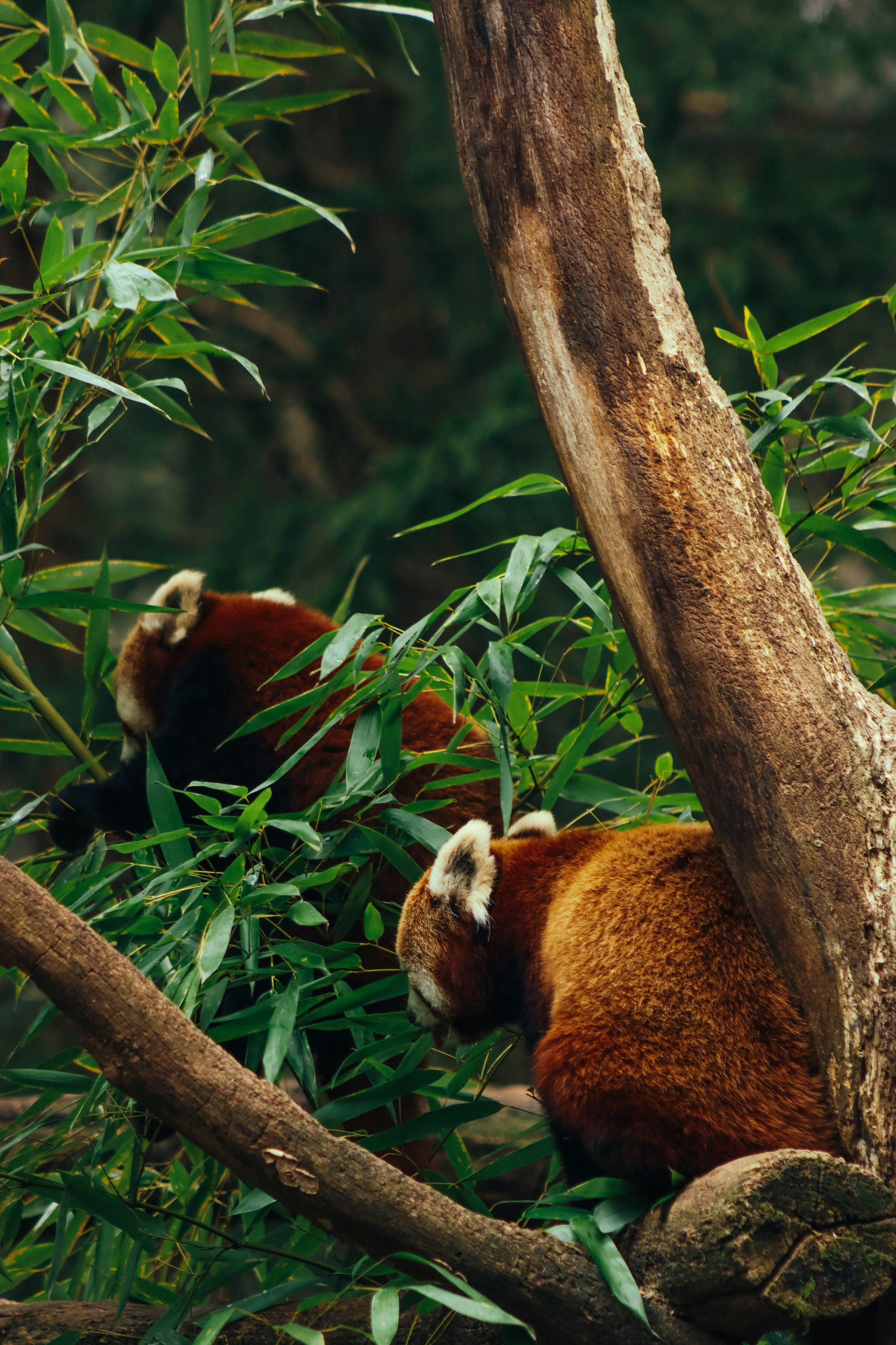 Whispers Among the Bamboo