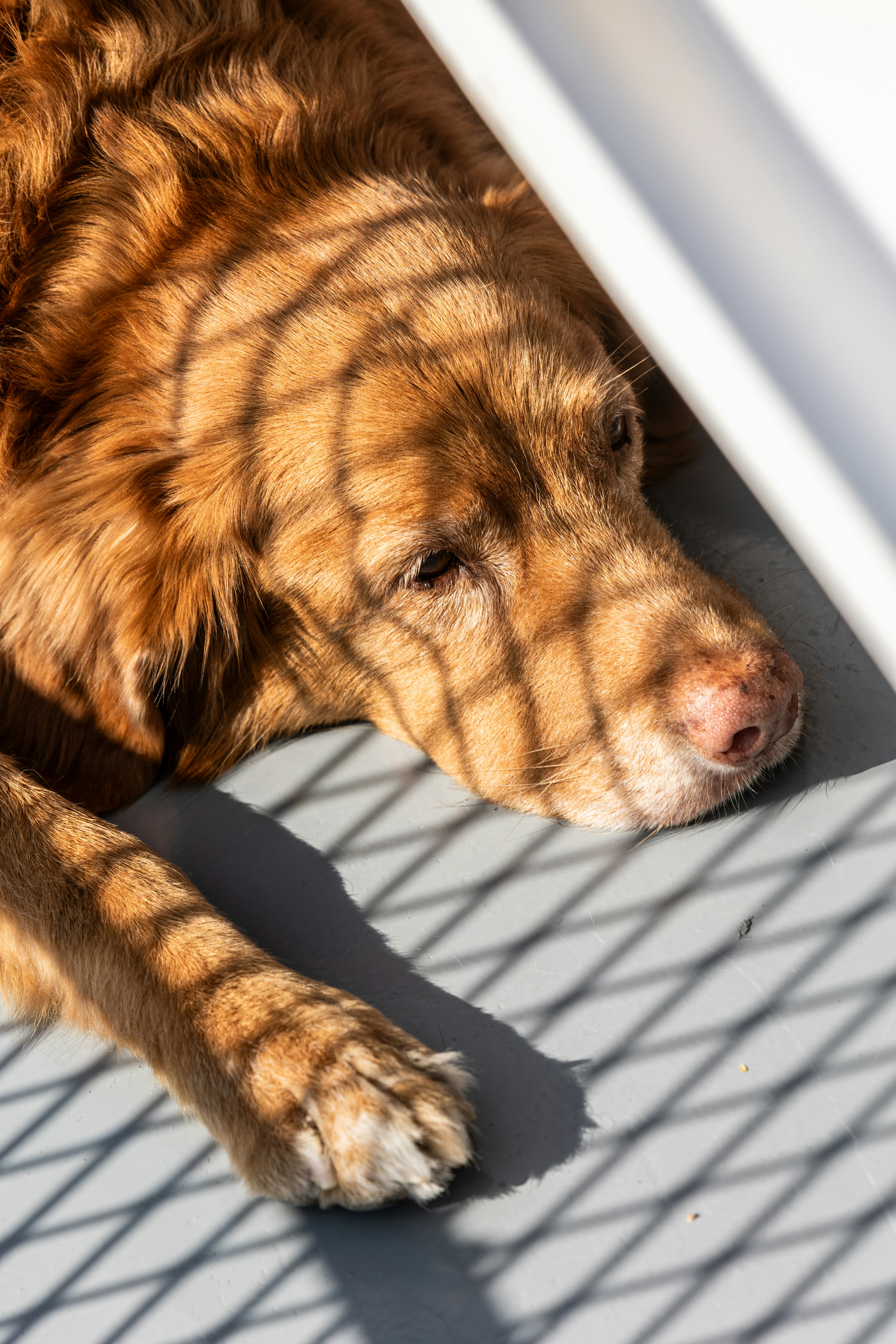 Golden Slumber Beneath a Lattice of Light