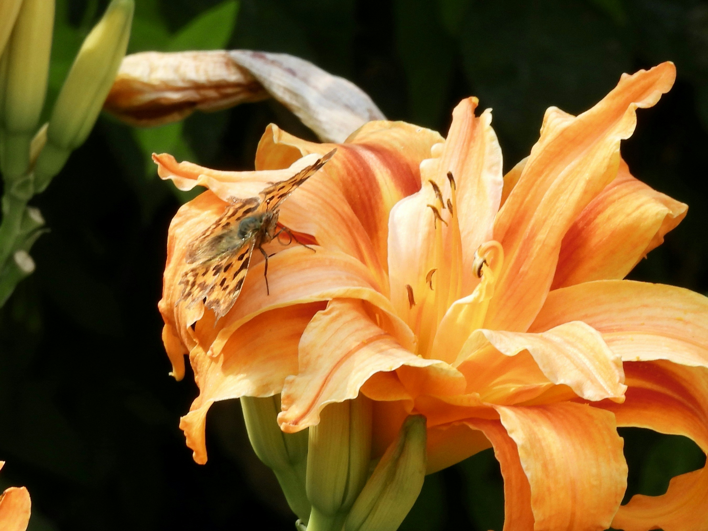A butterfly rests on a vibrant orange lily flower.