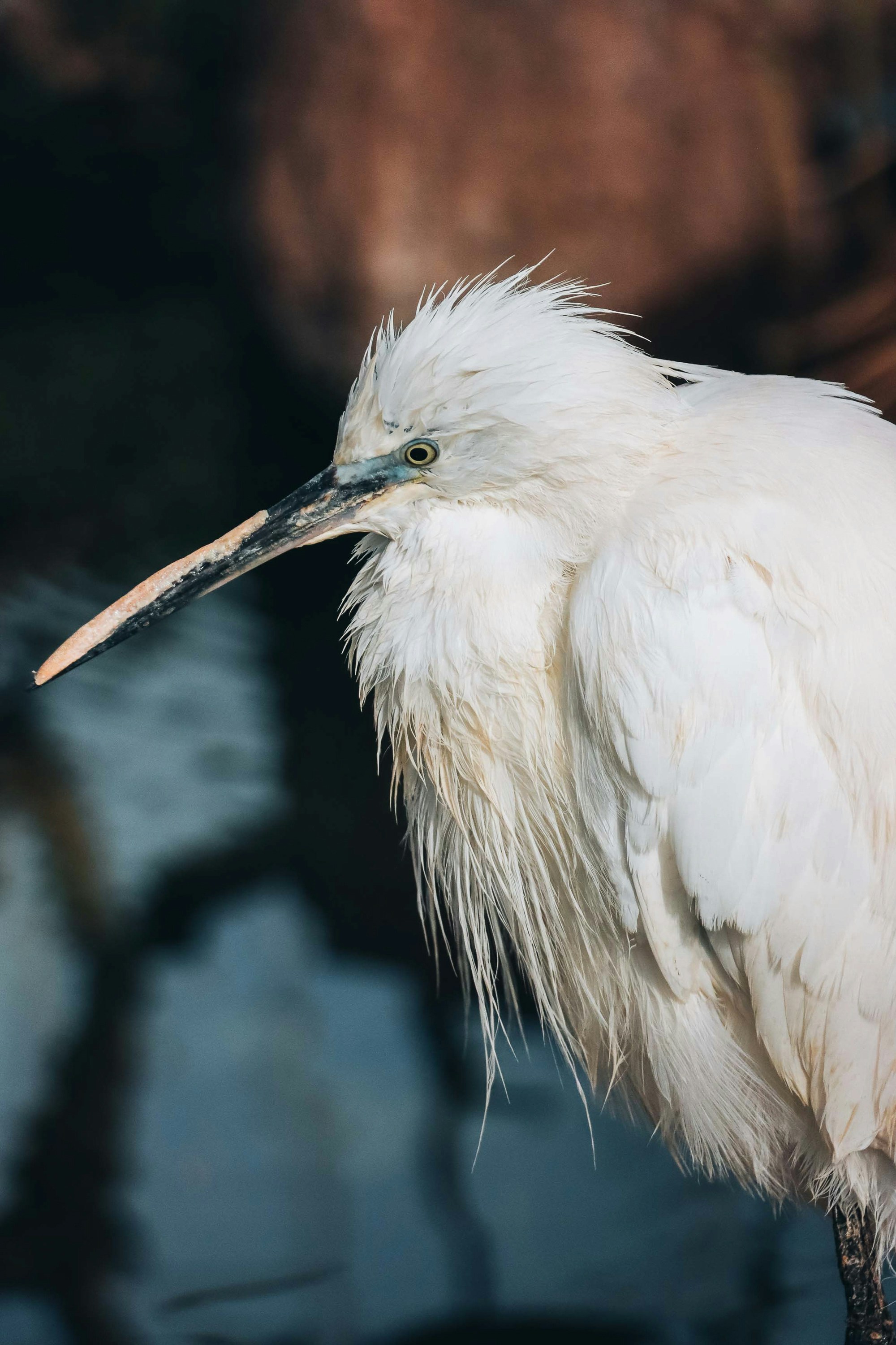 Elegance in Stillness: The Heron's Vigil