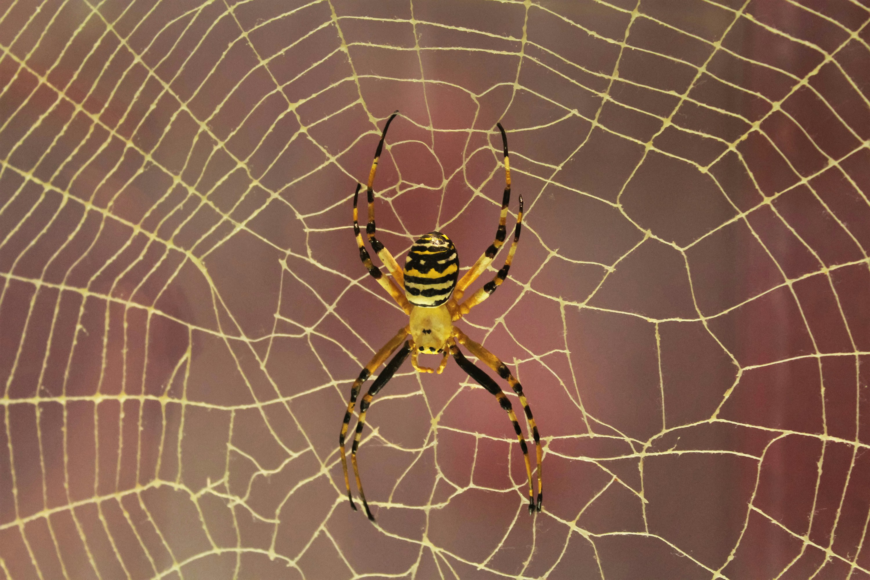 Intricate Weaver: The Artistry of a Golden Orb Spider