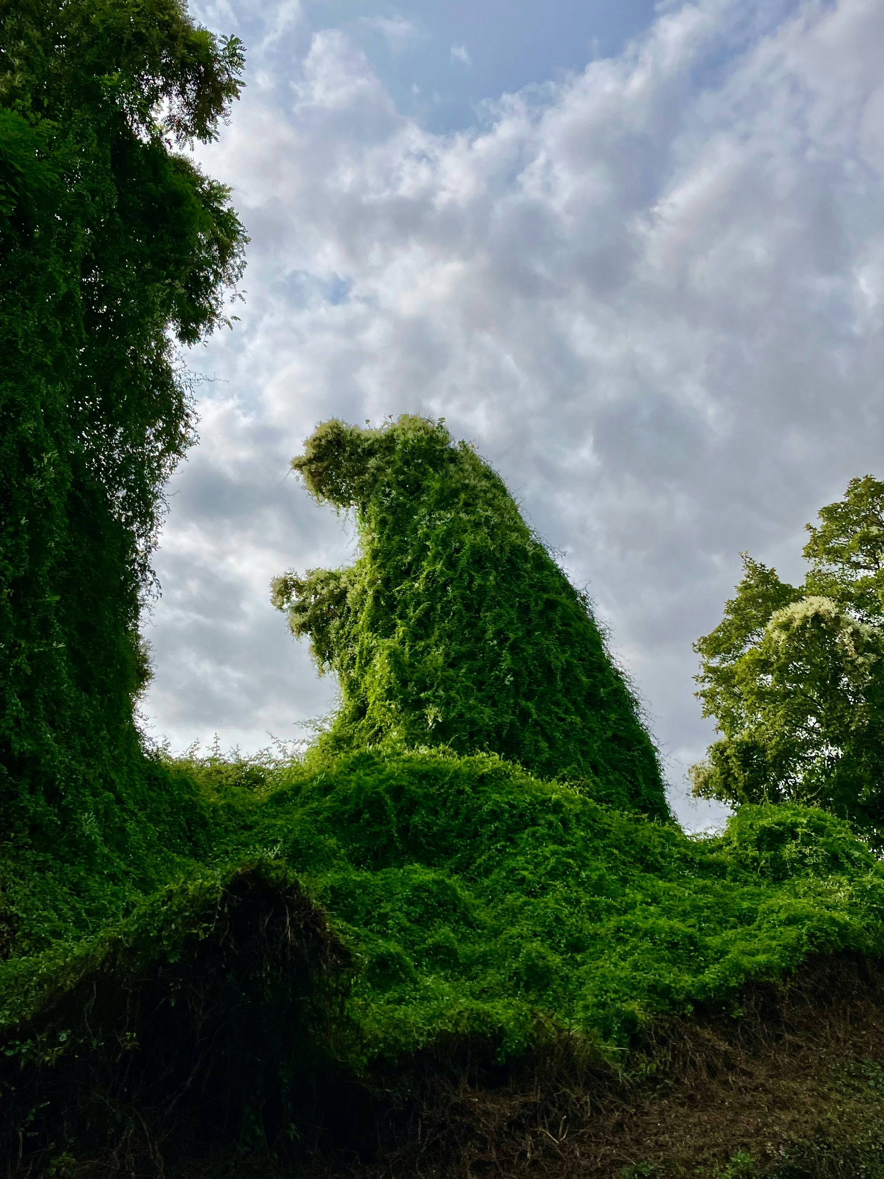 Nature's Sculptural Masterpiece