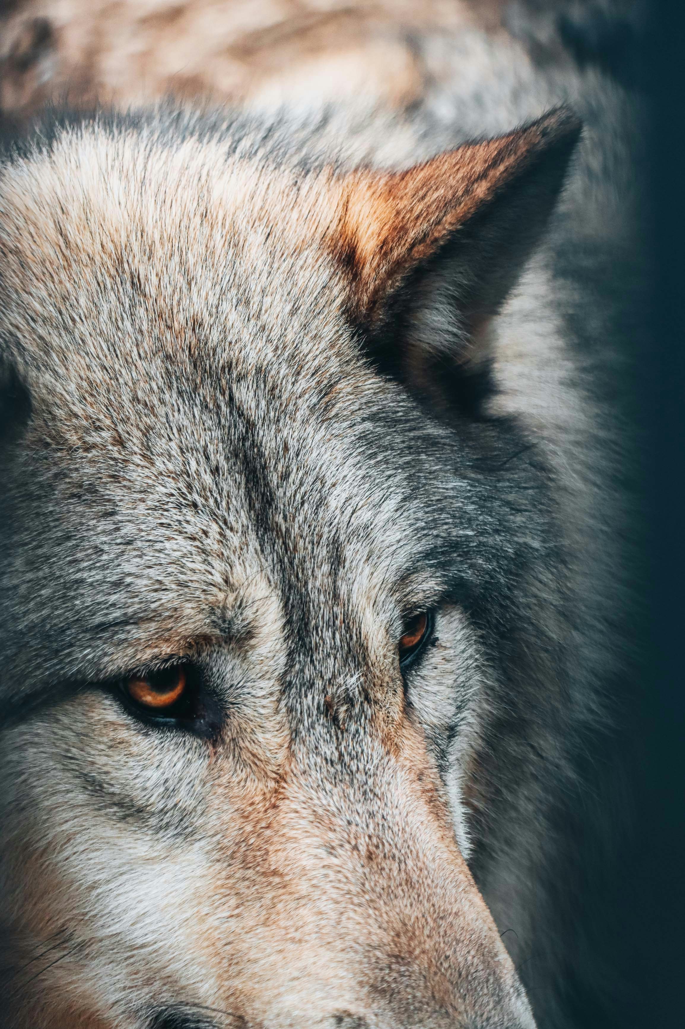 Whispers of the Wild: A Wolf's Gaze