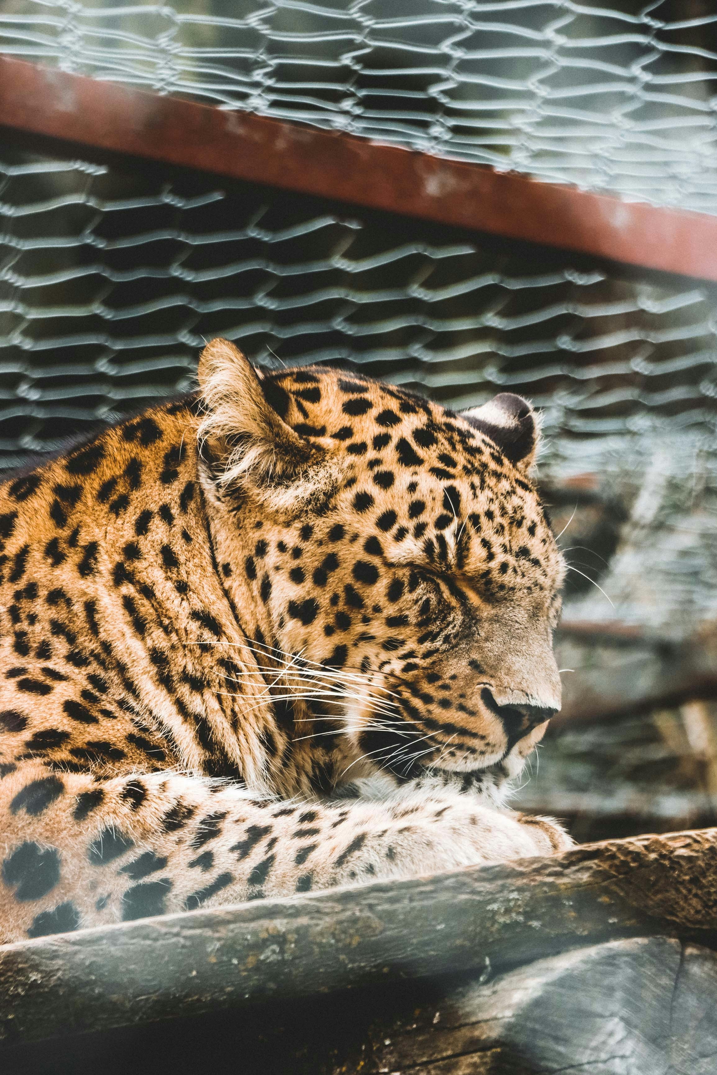 Serene Slumber of the Spotted Feline