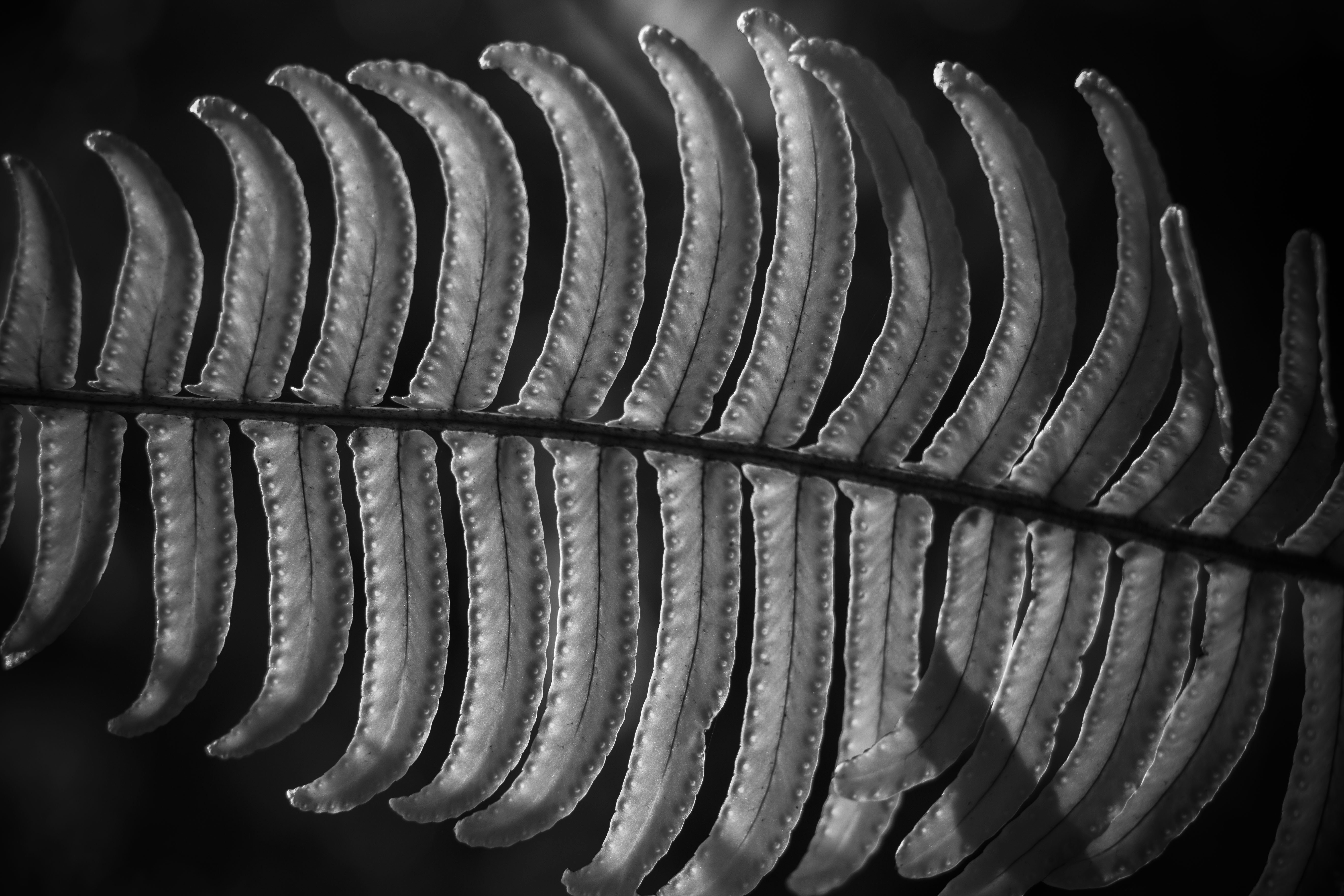 Whispers of Nature: A Fern's Elegance in Monochrome