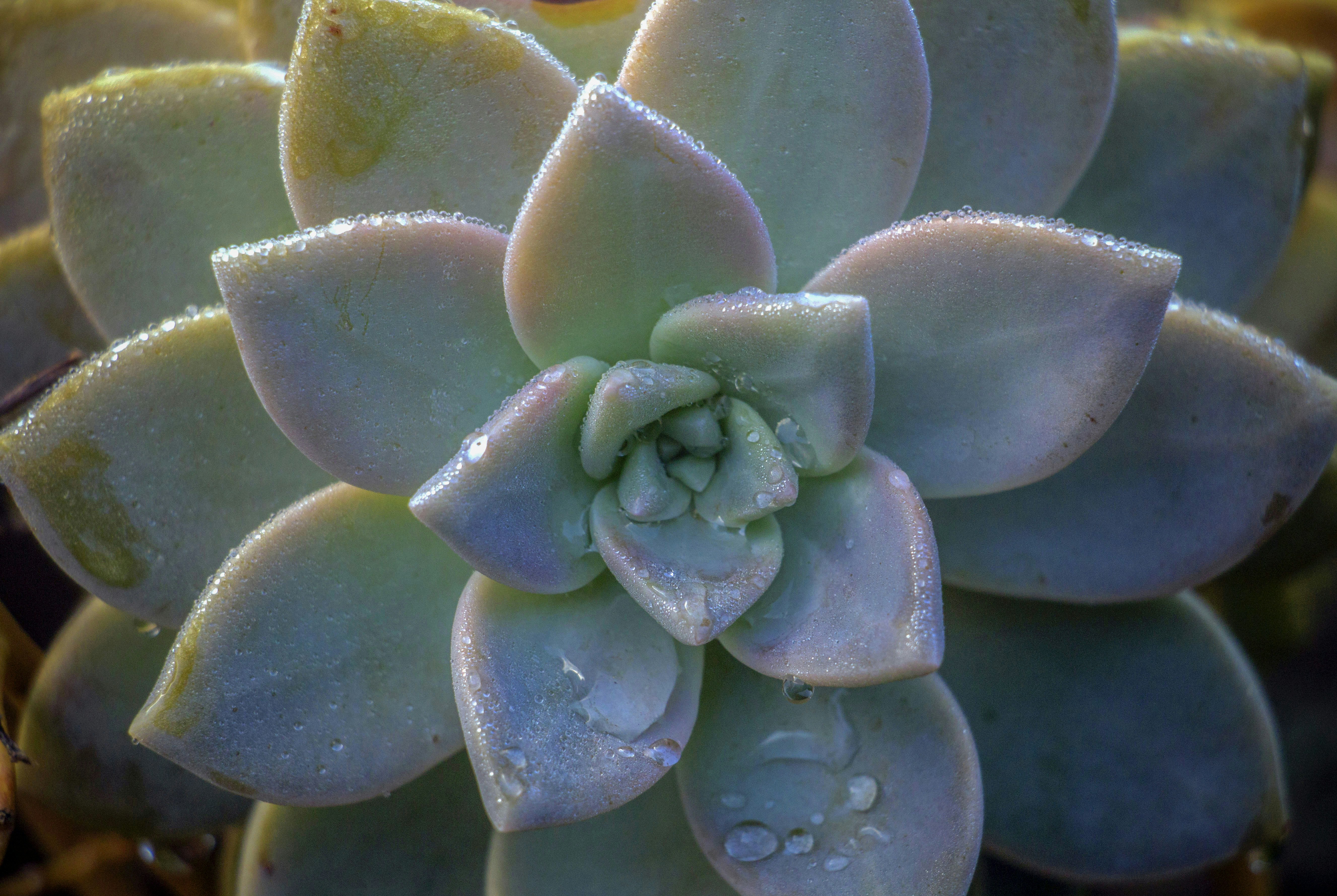 Close up of a pale green succulent with water droplets.