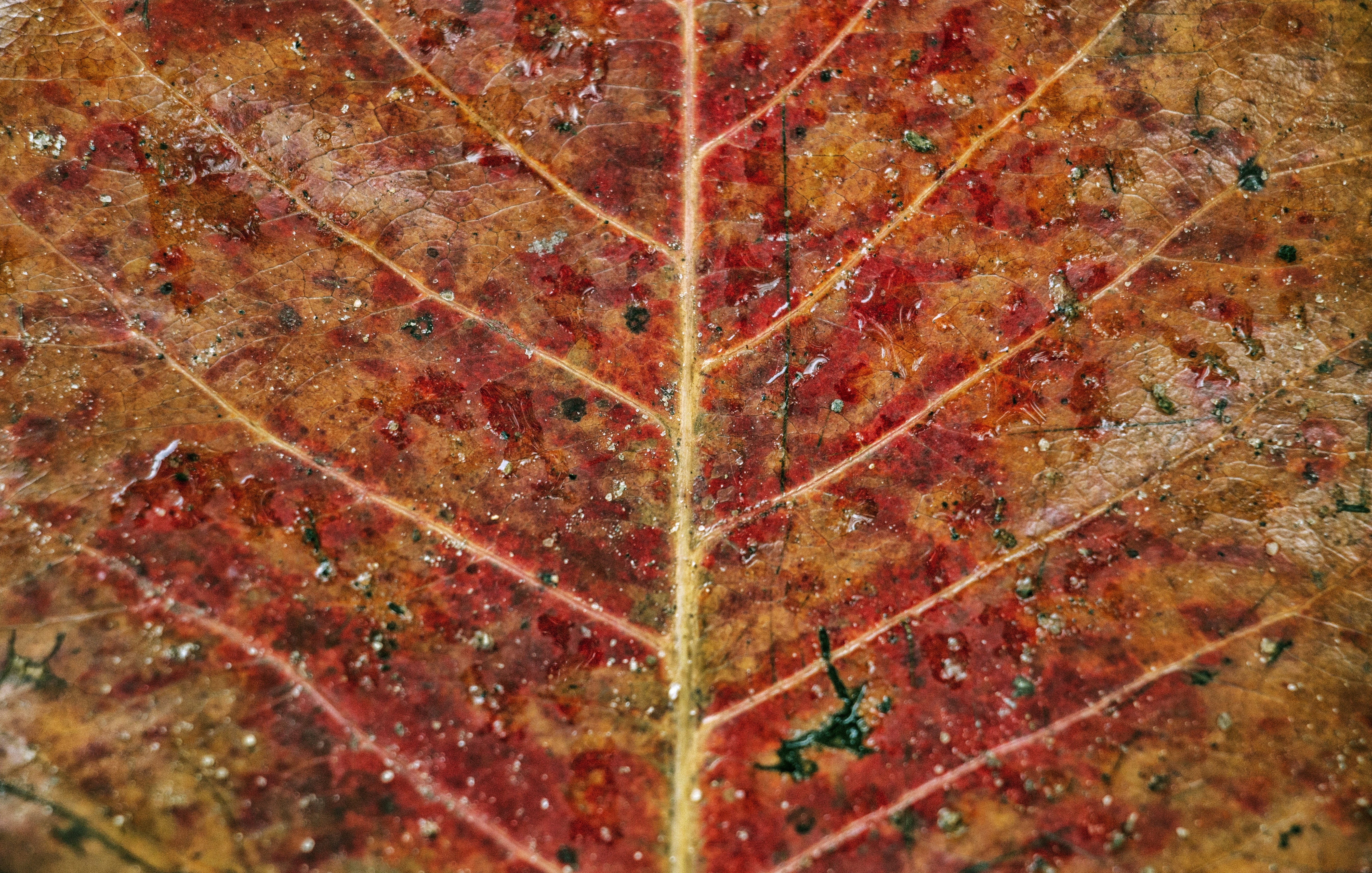 Midrib Mosaic: macro study of autumn leaf veins in fiery tones