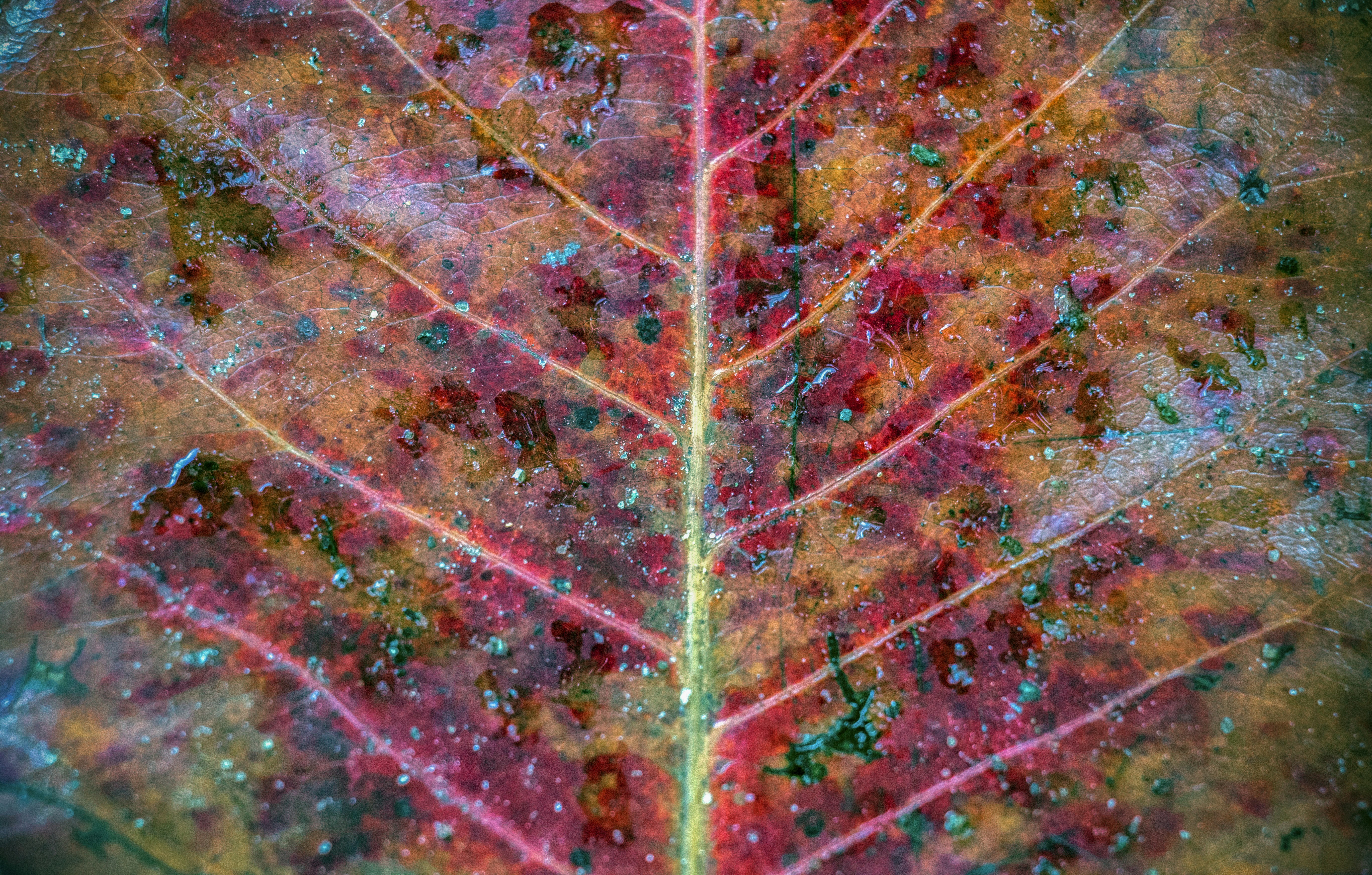 Close-up of a colorful autumn leaf with veins.