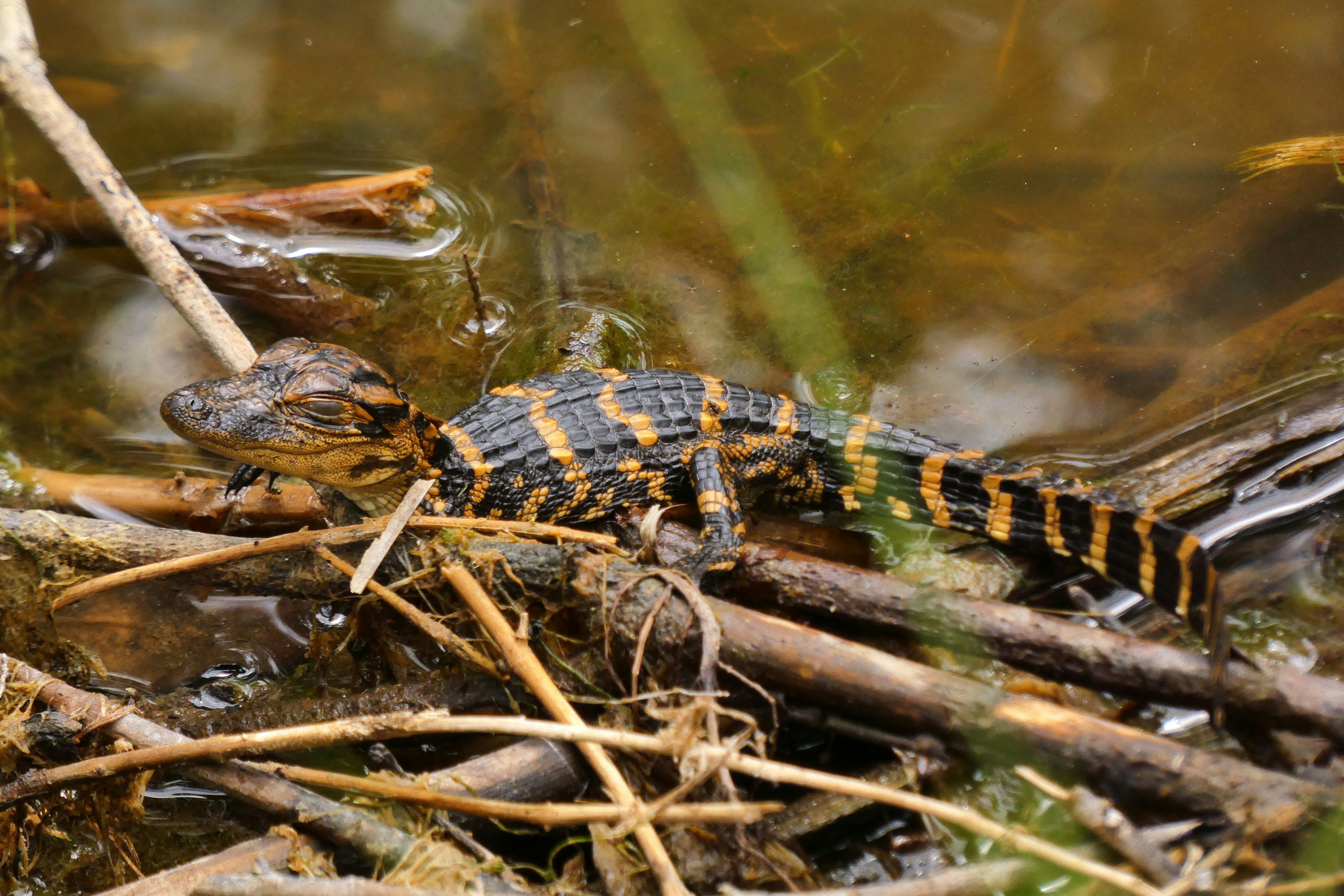 Un caimán bebé descansa en una rama en agua turbia. foto – Imagen de ...