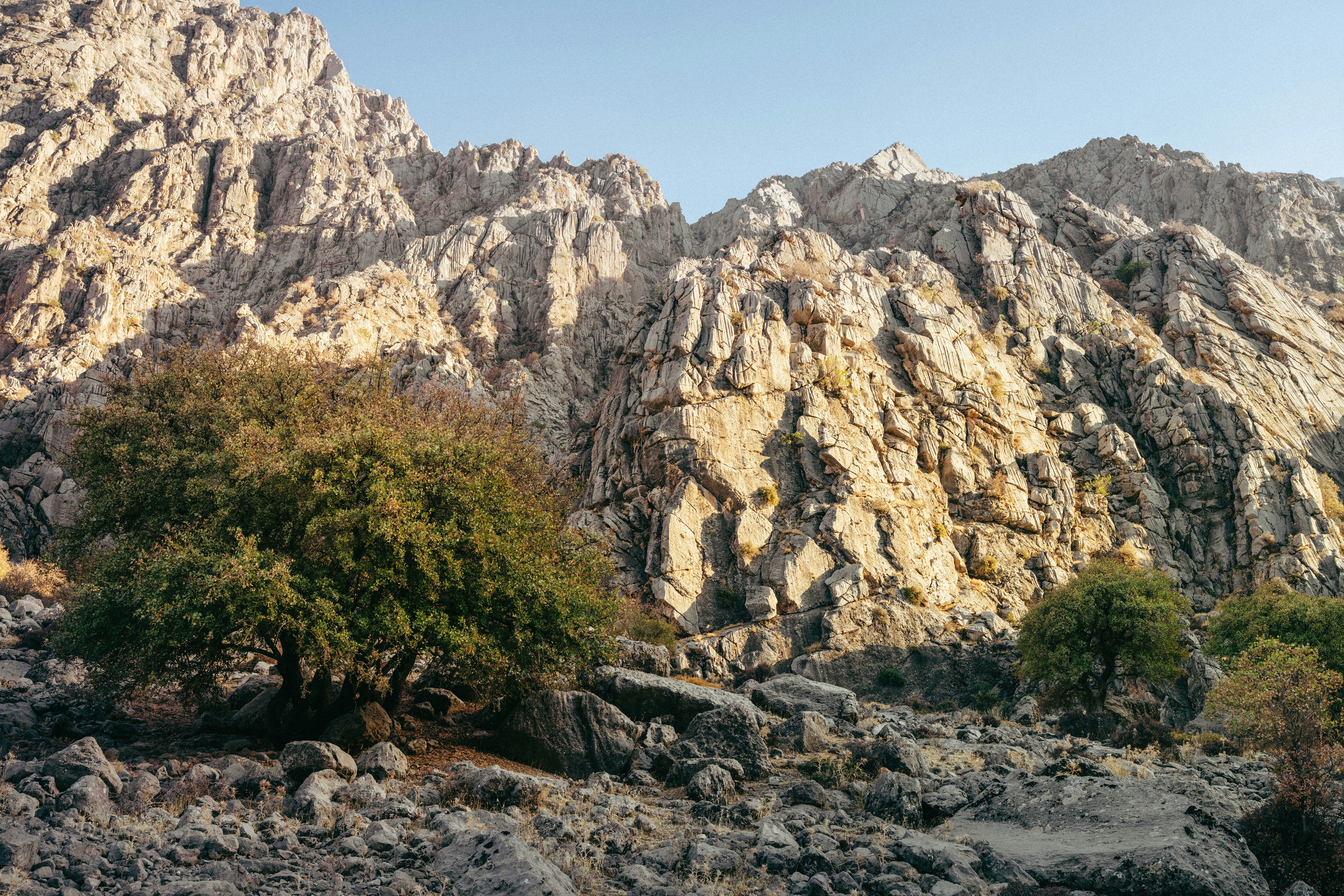 Rocky mountains with sparse trees under clear sky