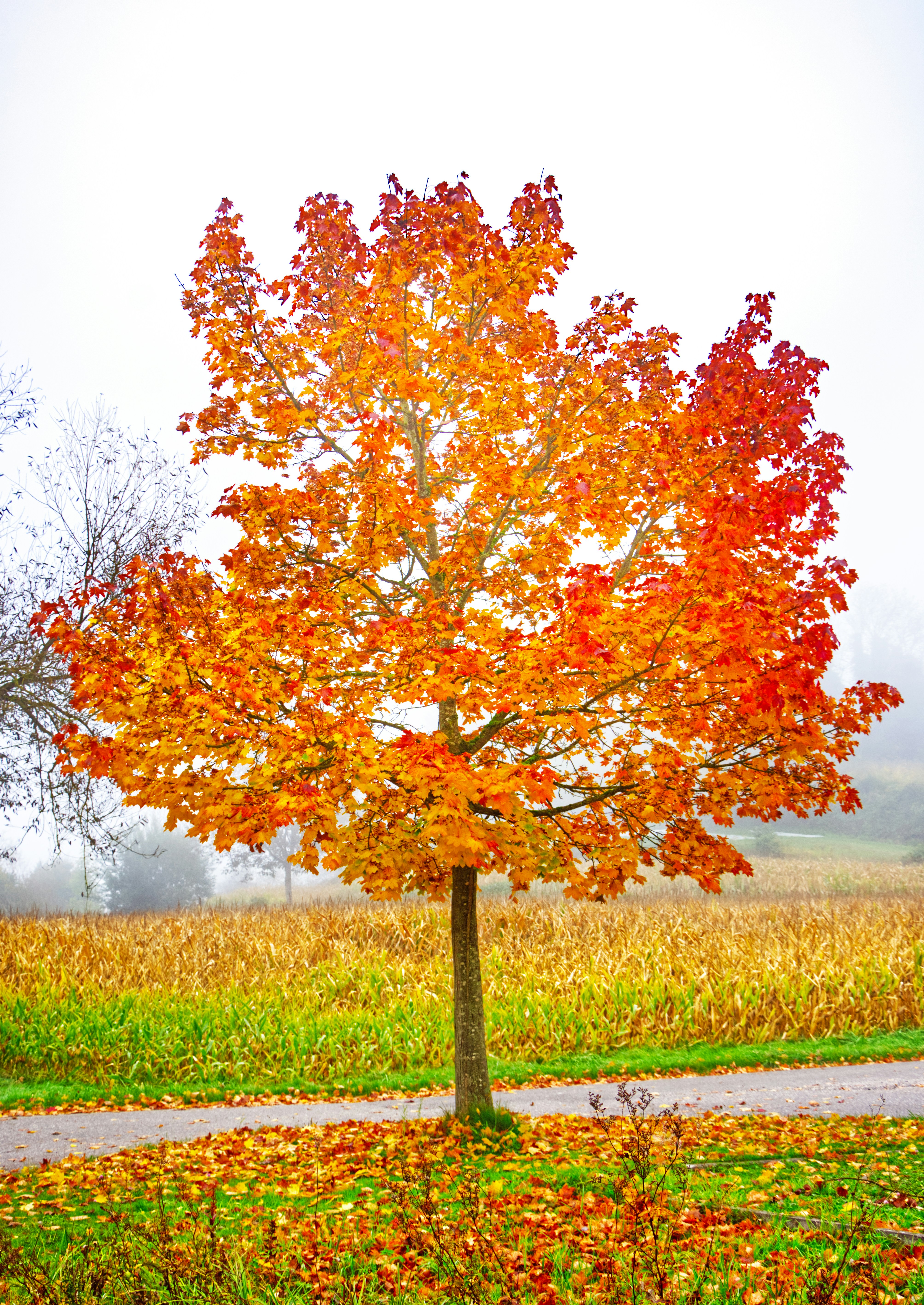 Photo by John Apps with Nikon D7200