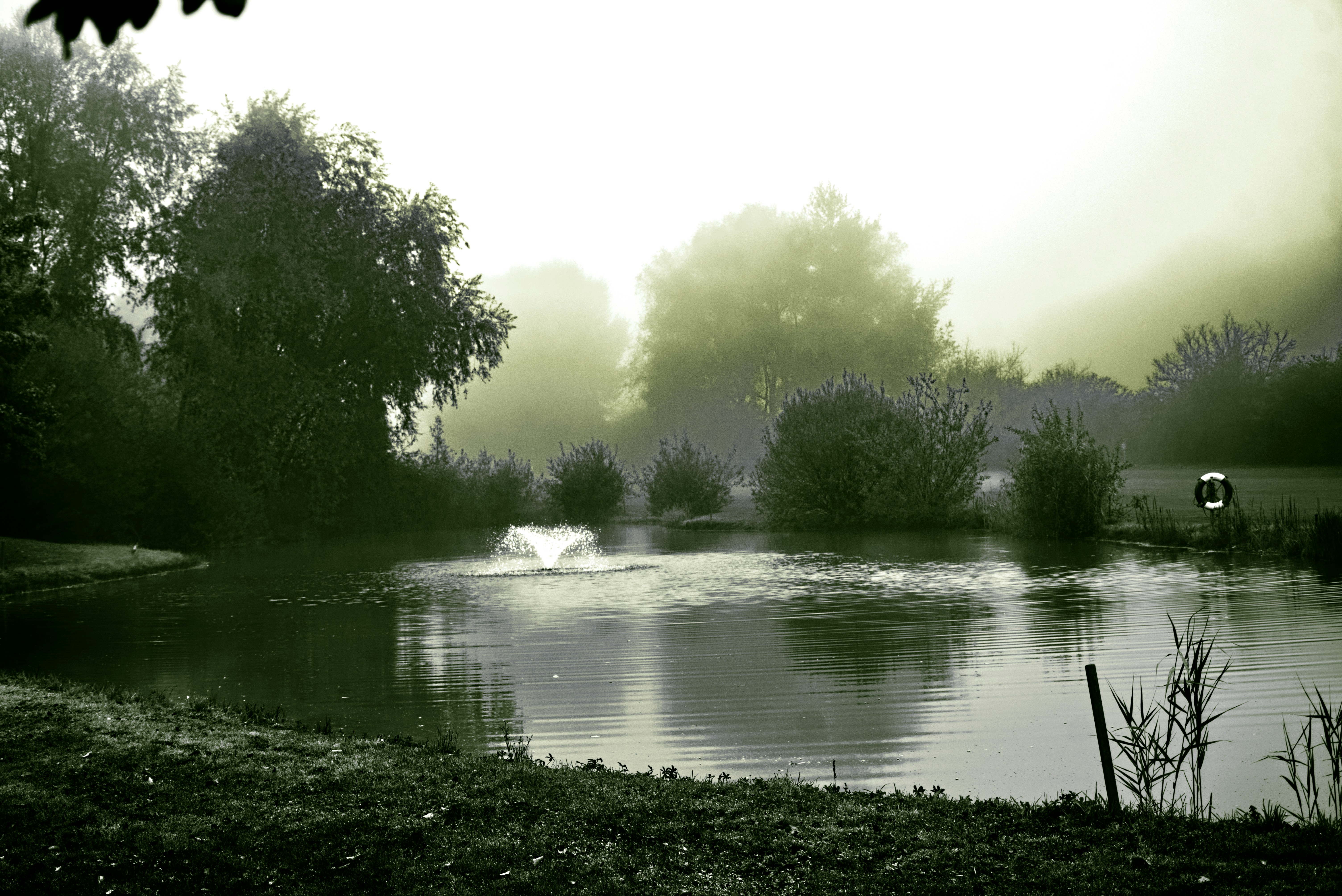 Whispers of the Misty Morning