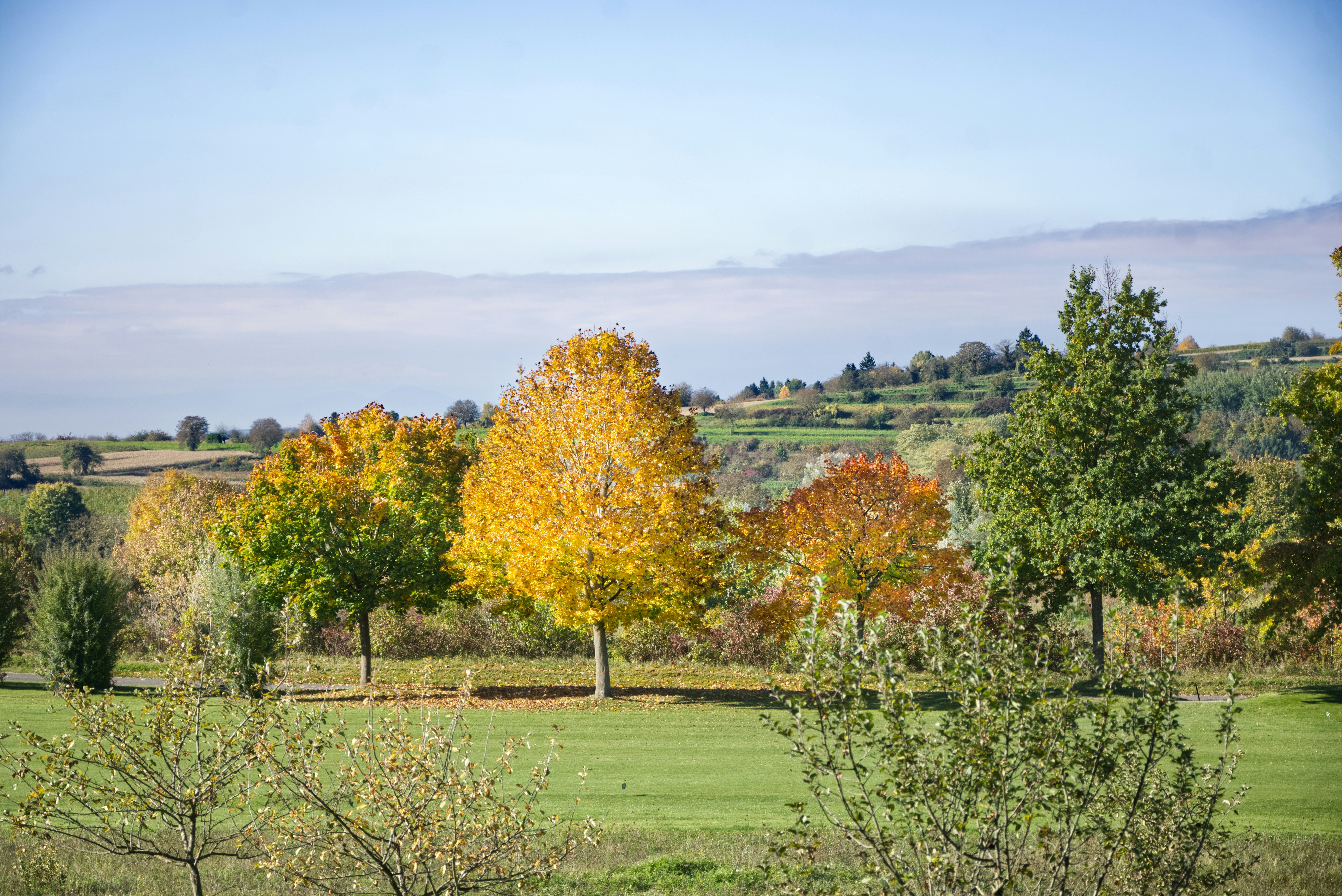 Autumn's Palette in the Countryside