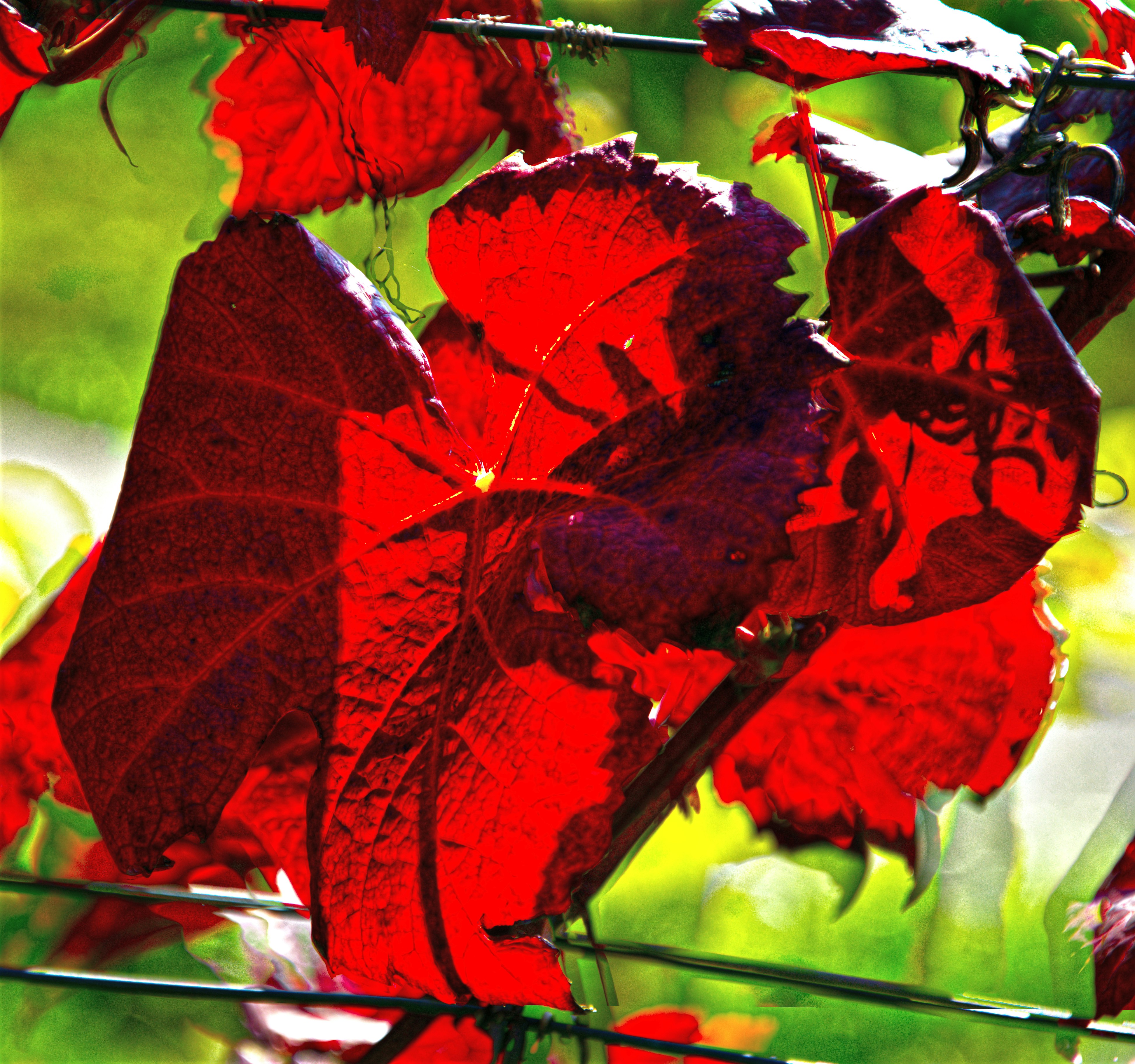 Close-up of vibrant red grape leaves in sunlight.