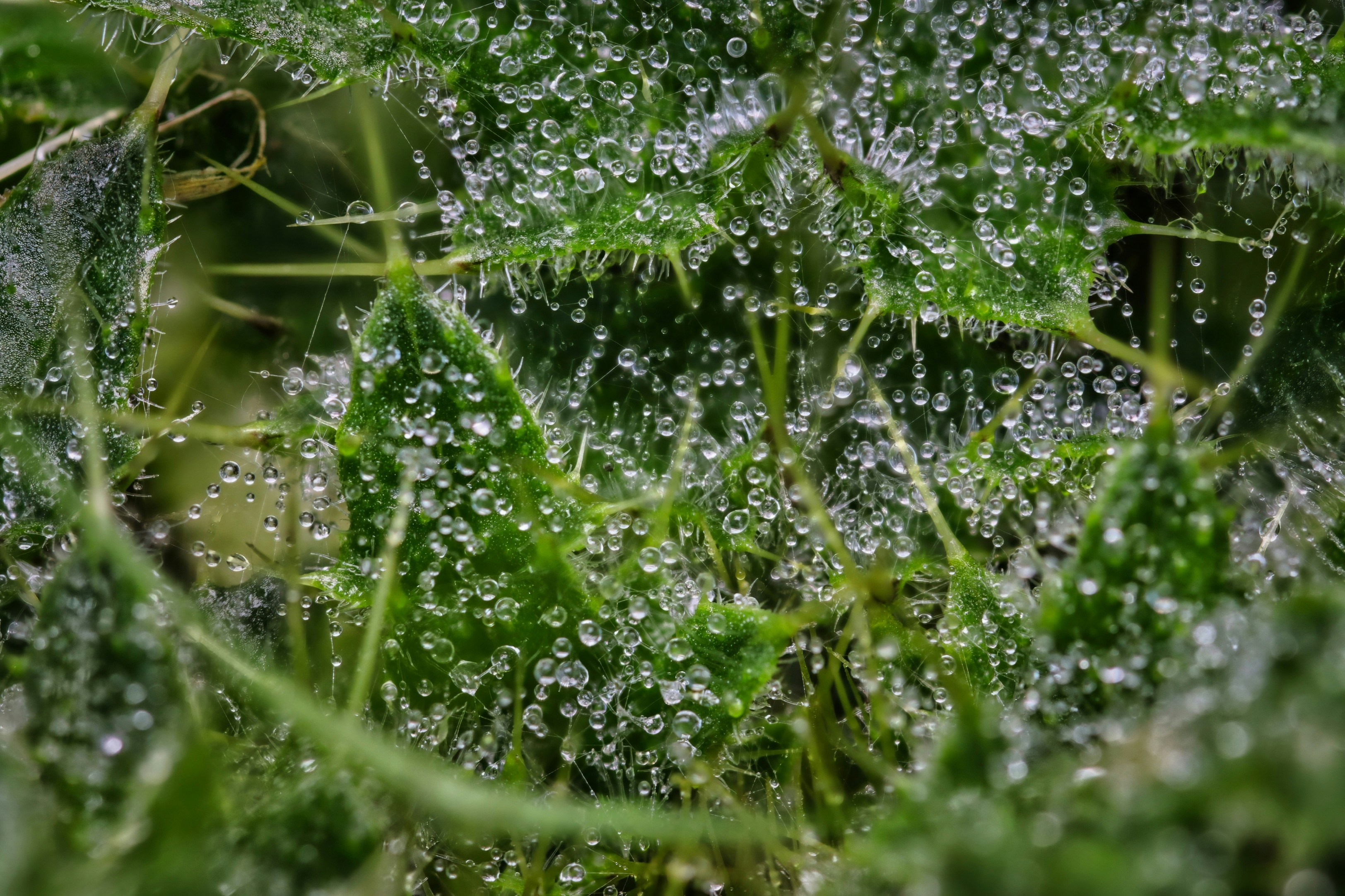 Emerald Webs Adorned with Morning Dew