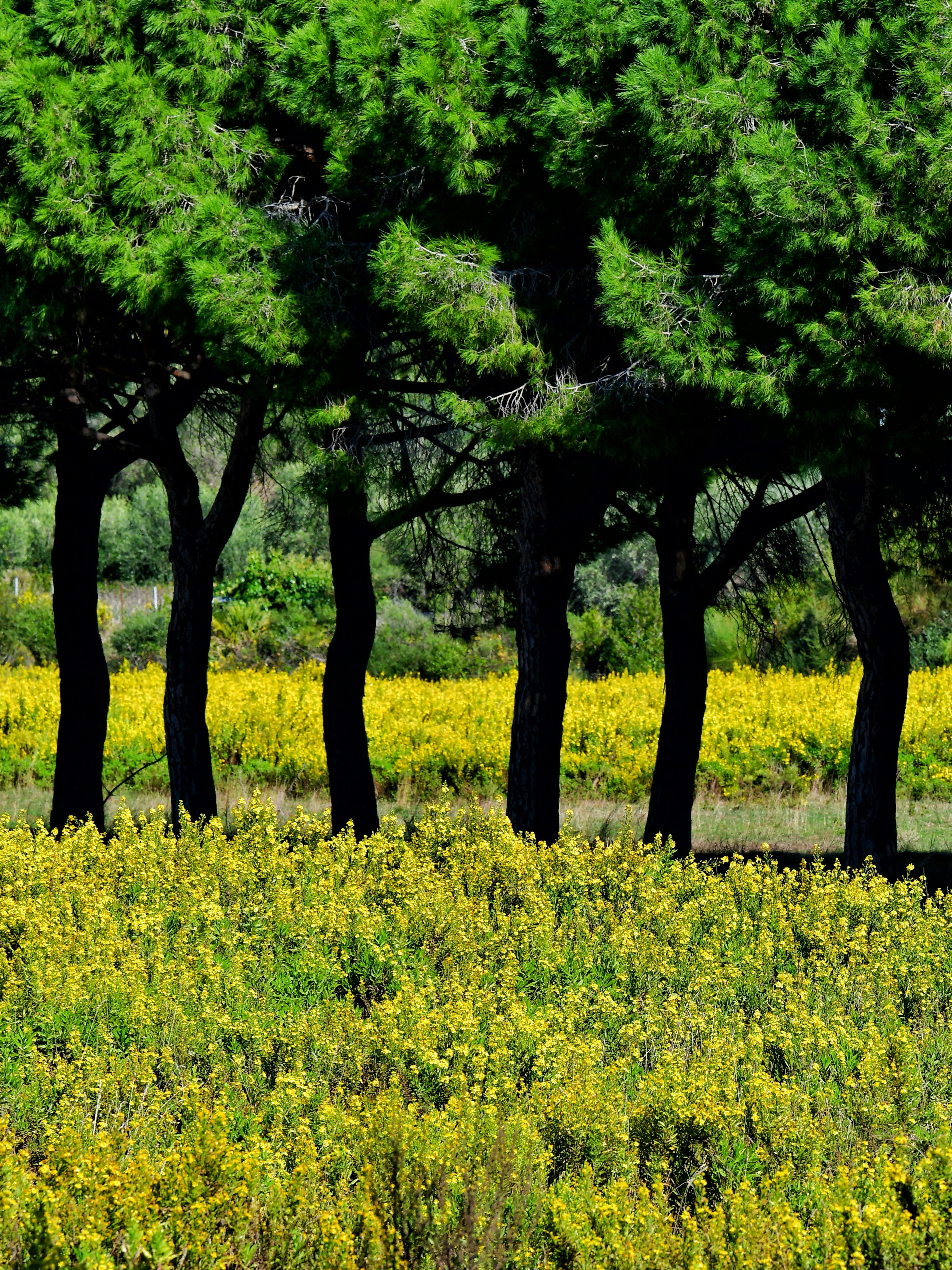 Verdant Harmony: A Dance of Green and Gold