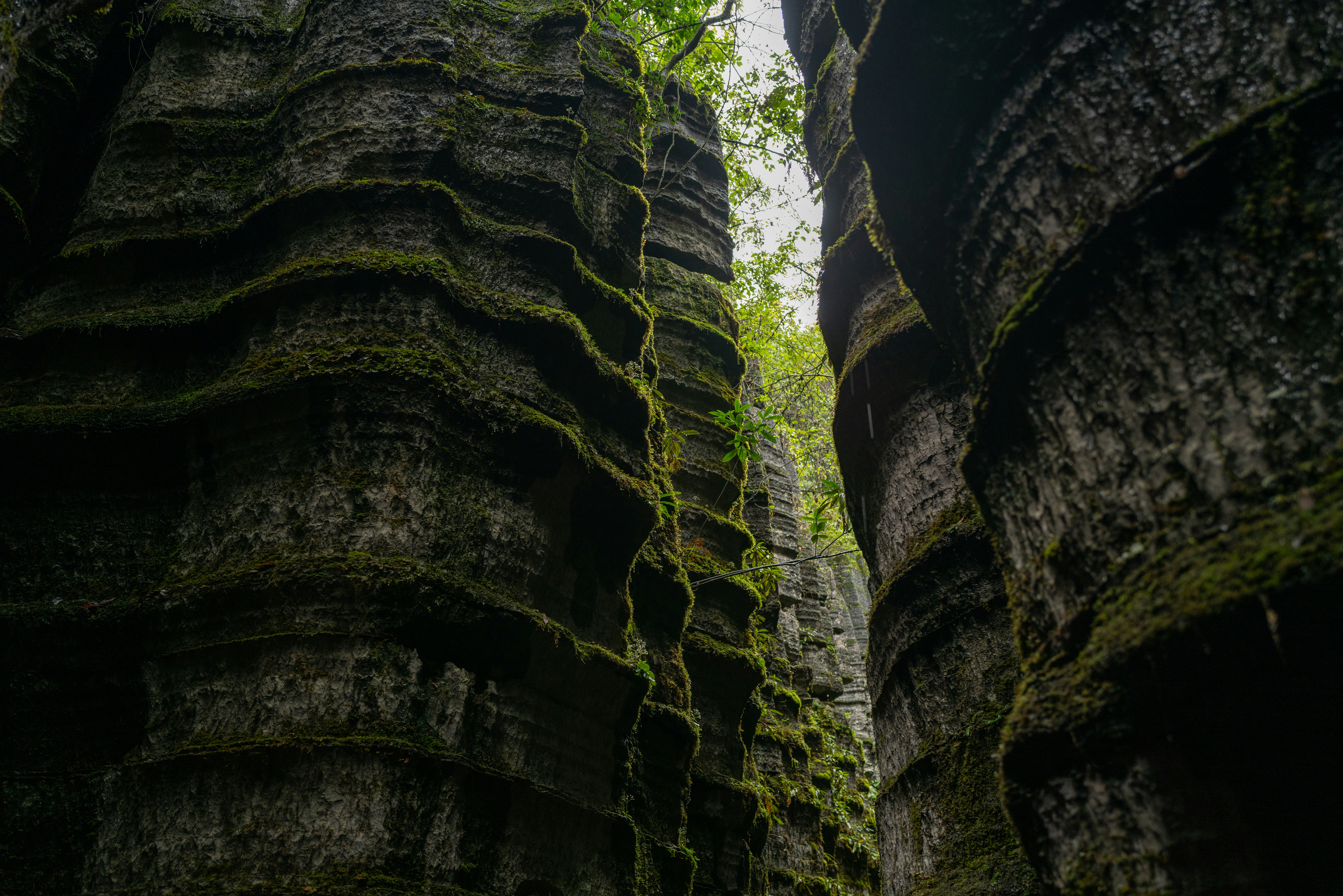 Nature's Vertical Symphony: A Dance of Stone and Greenery