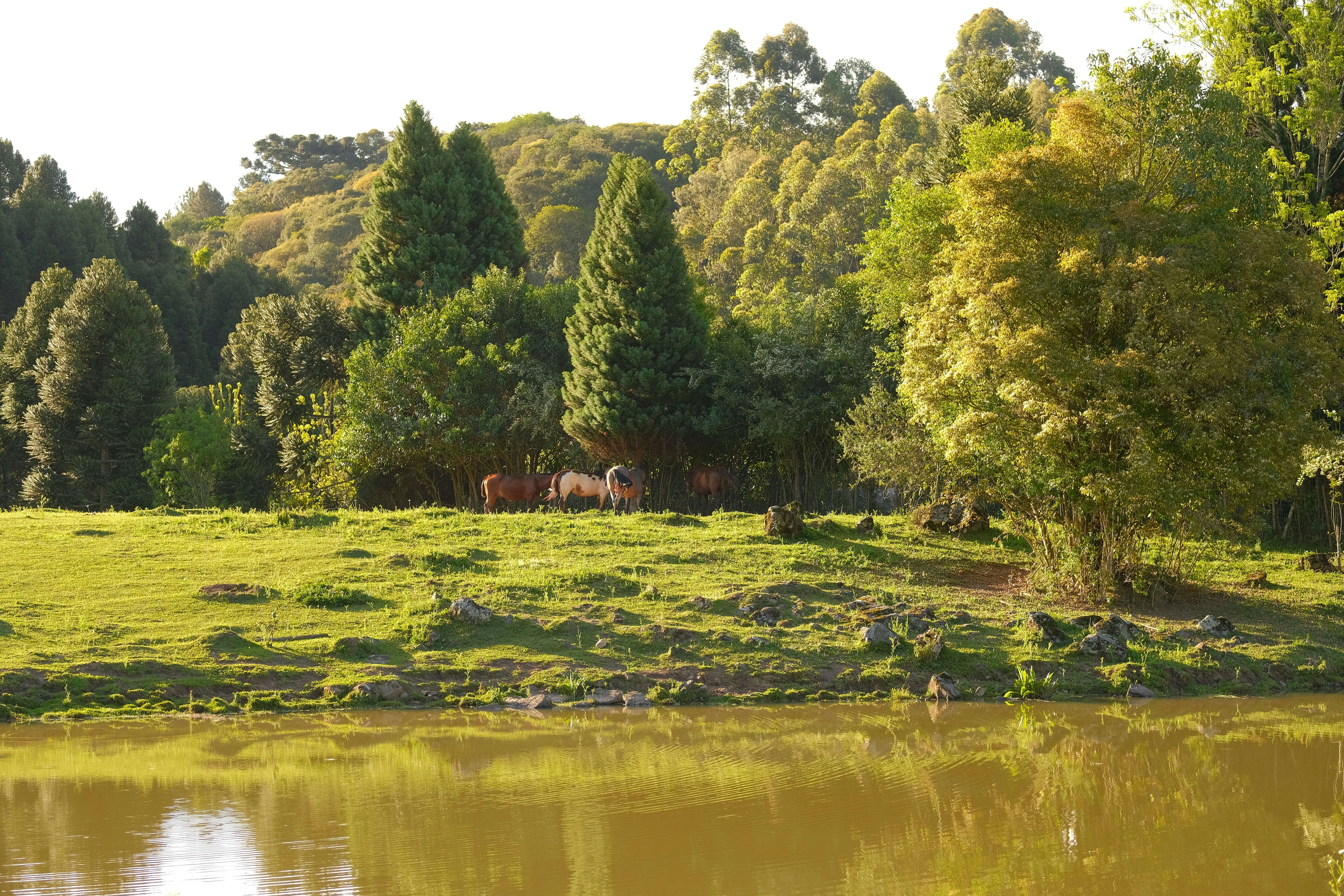 Pastoral Harmony: Cattle Amidst Verdant Serenity