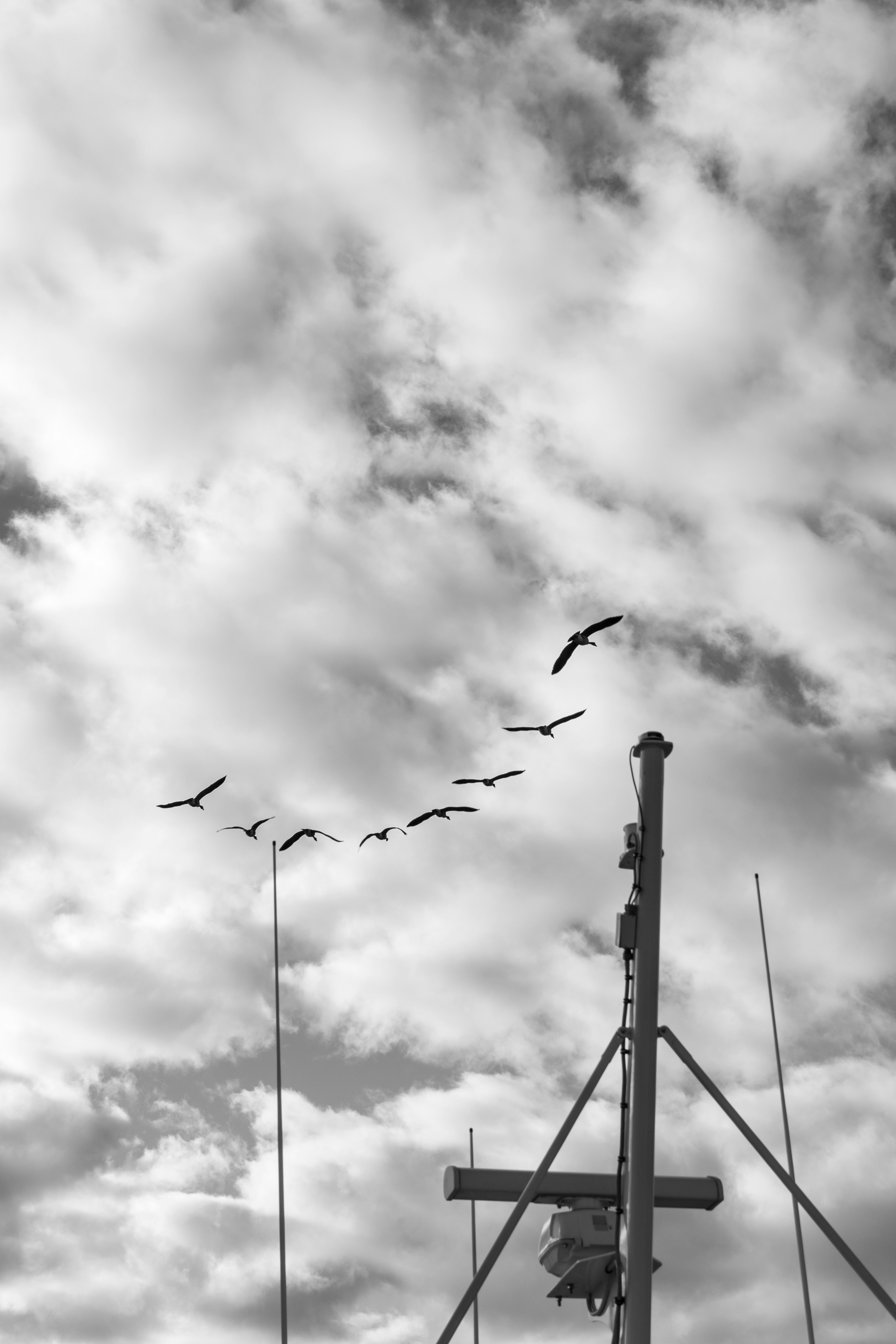 Birds fly in formation above ship mast