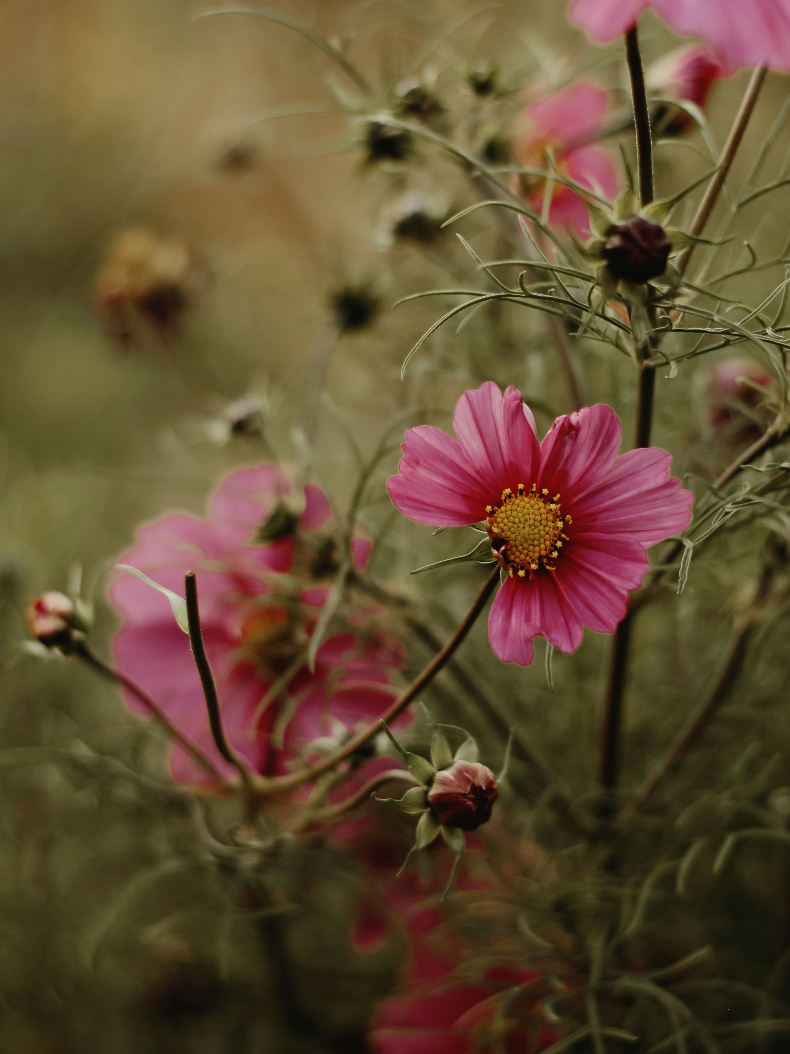 Whispers of Floral Elegance