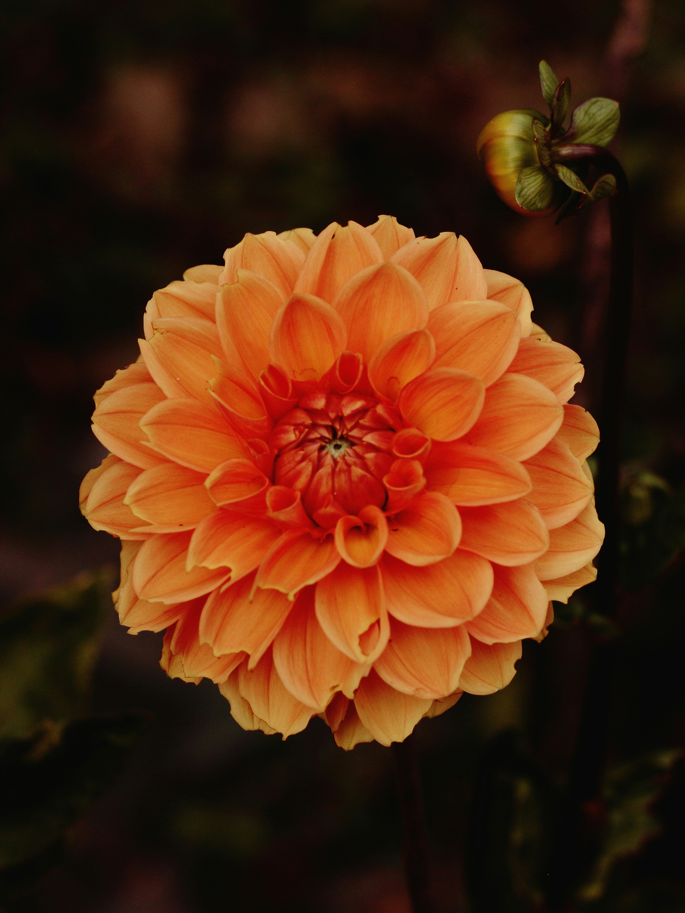 A vibrant orange dahlia flower blooms against dark background.