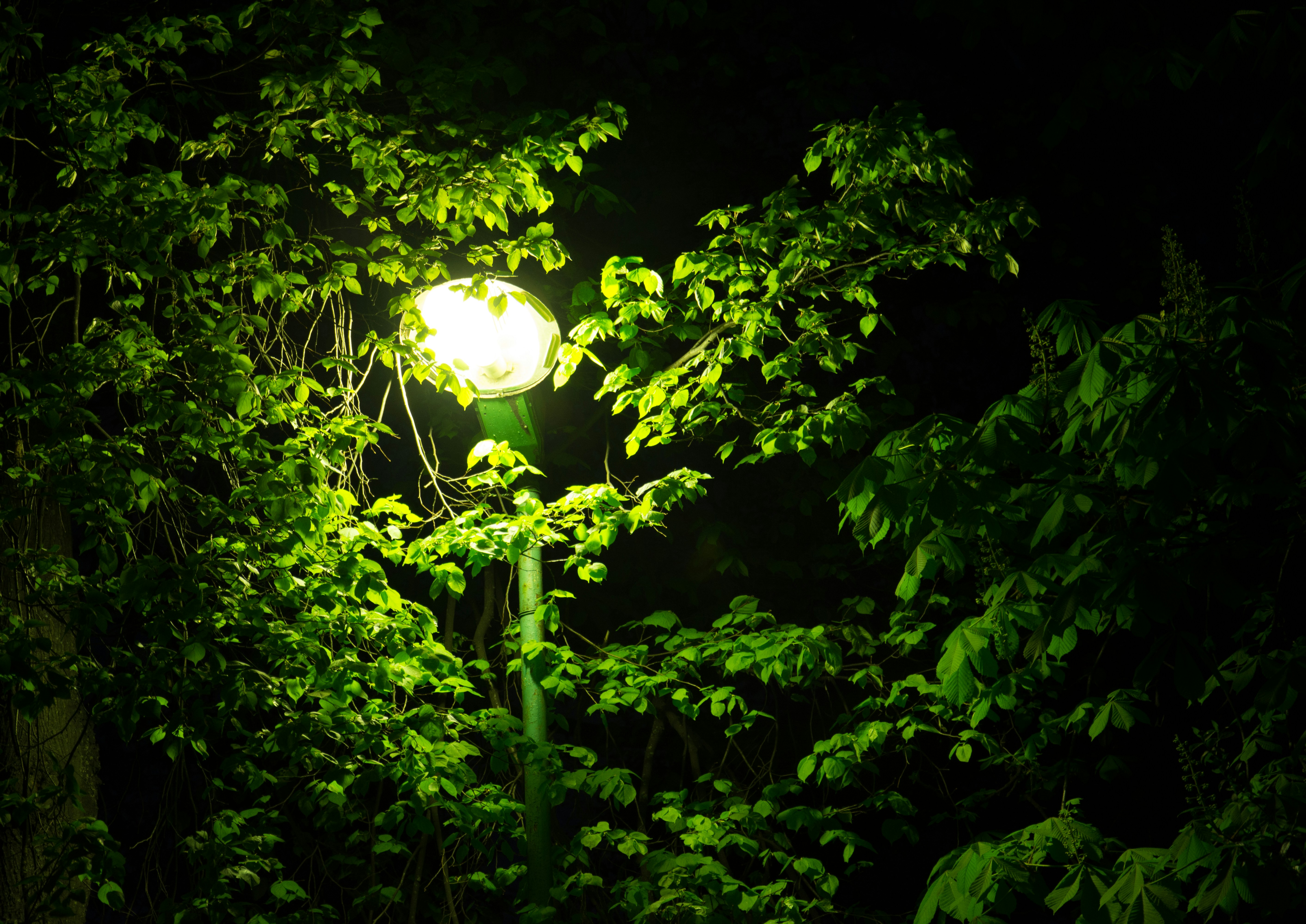 A street lamp illuminates green leaves at night.