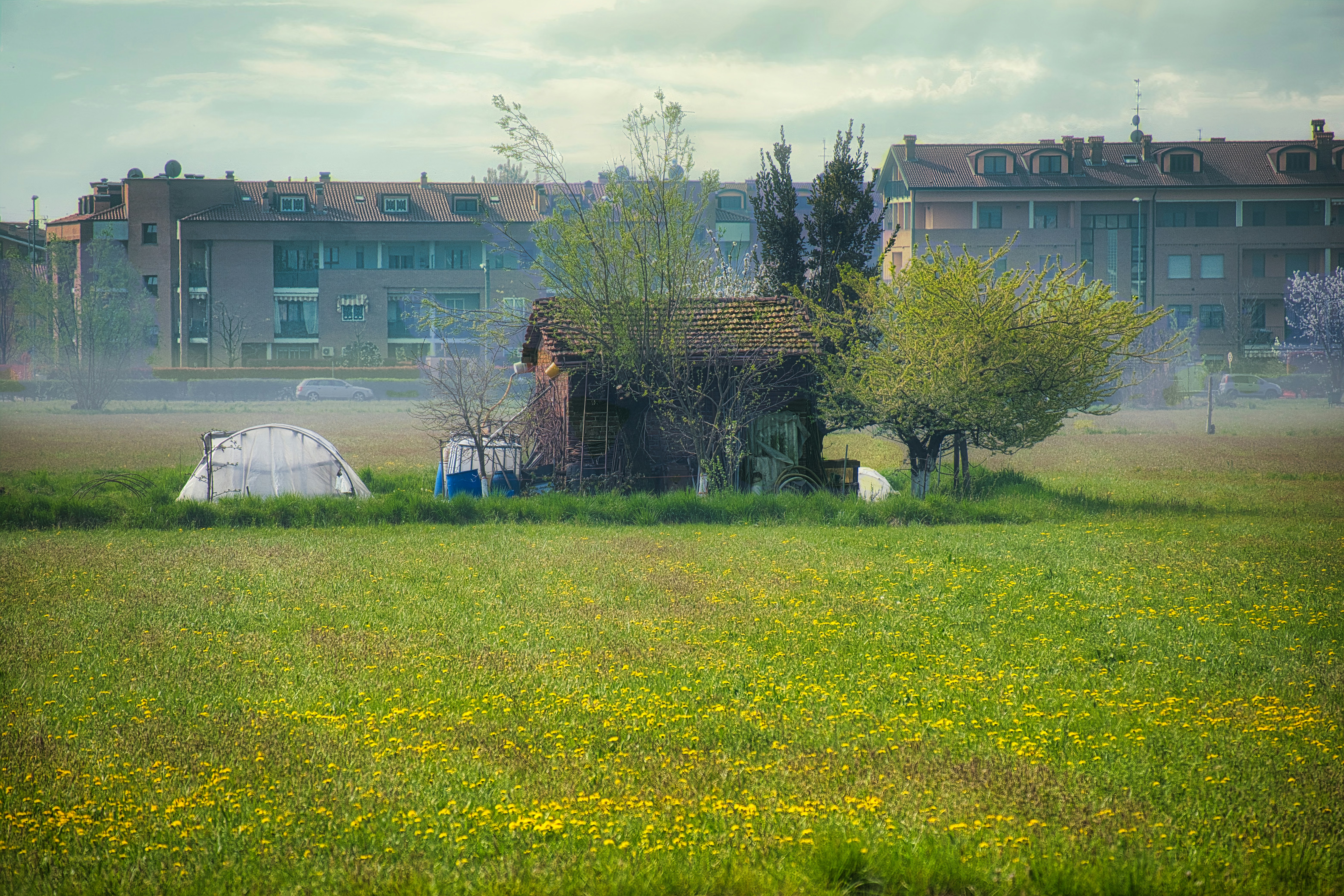 Whispers of Nature Amidst Urban Echoes