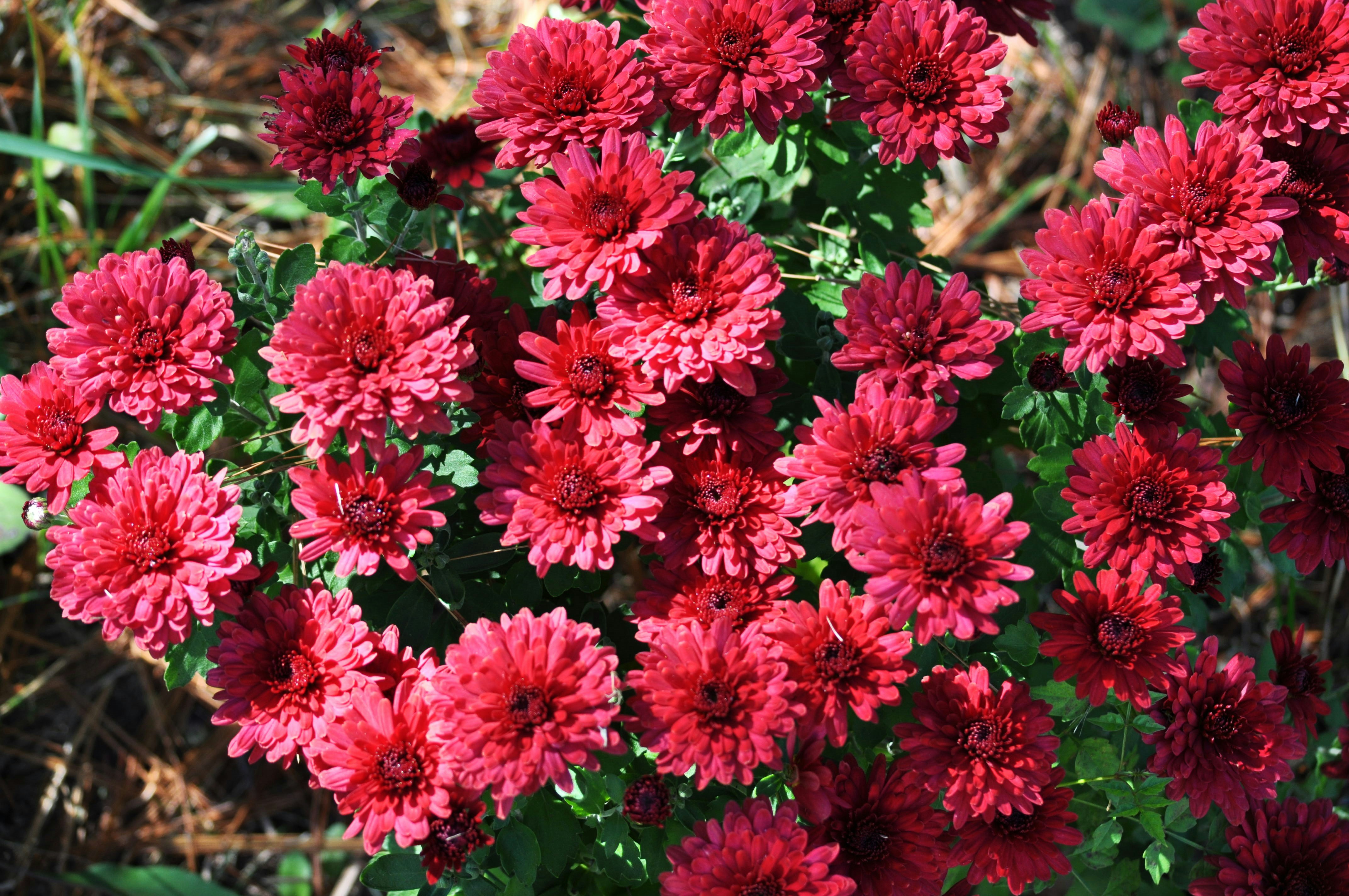 Vibrant clusters of deep pink chrysanthemums blooming amidst lush green foliage.