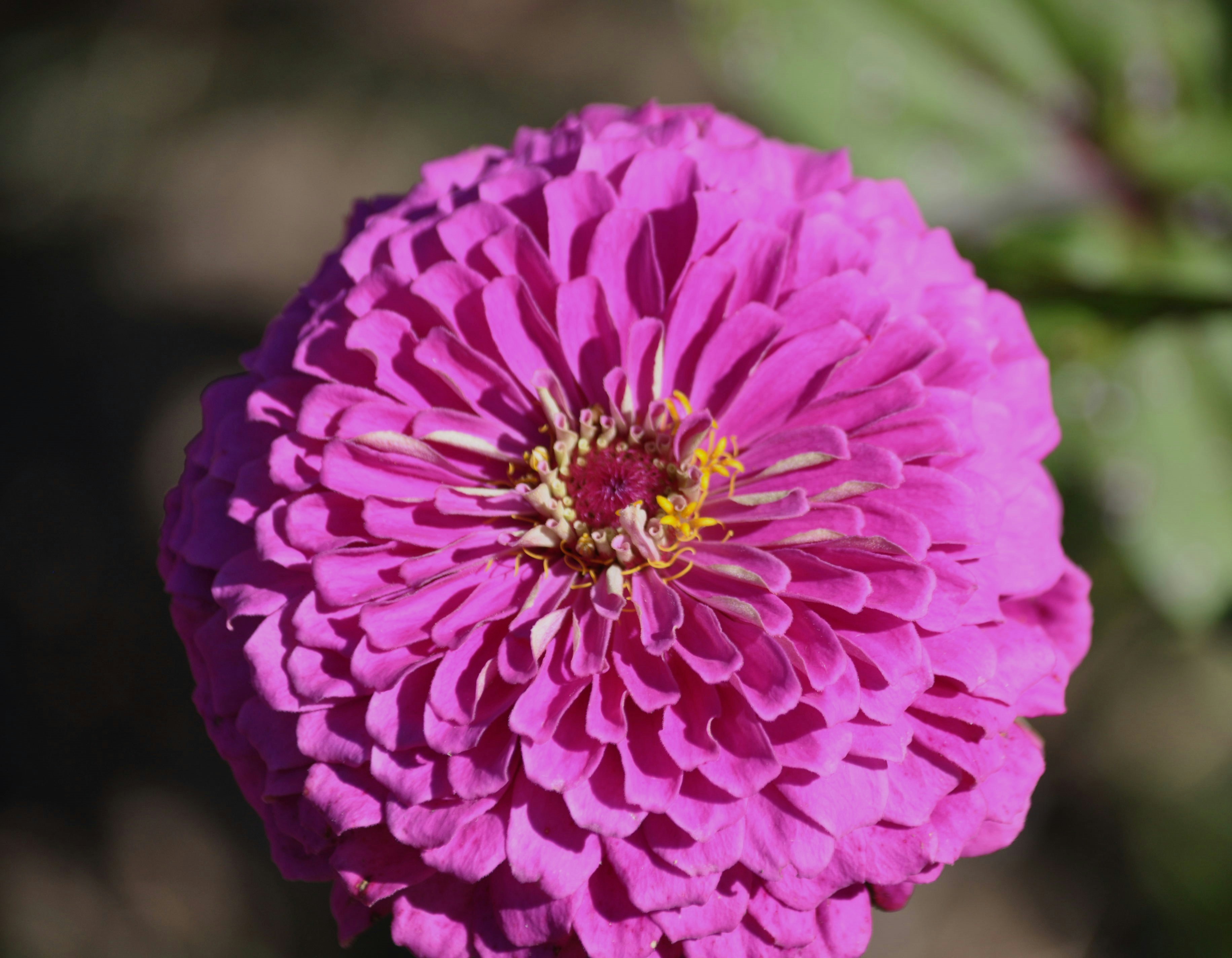 Pink Zinnia | A vibrant pink zinnia flower in bloom.