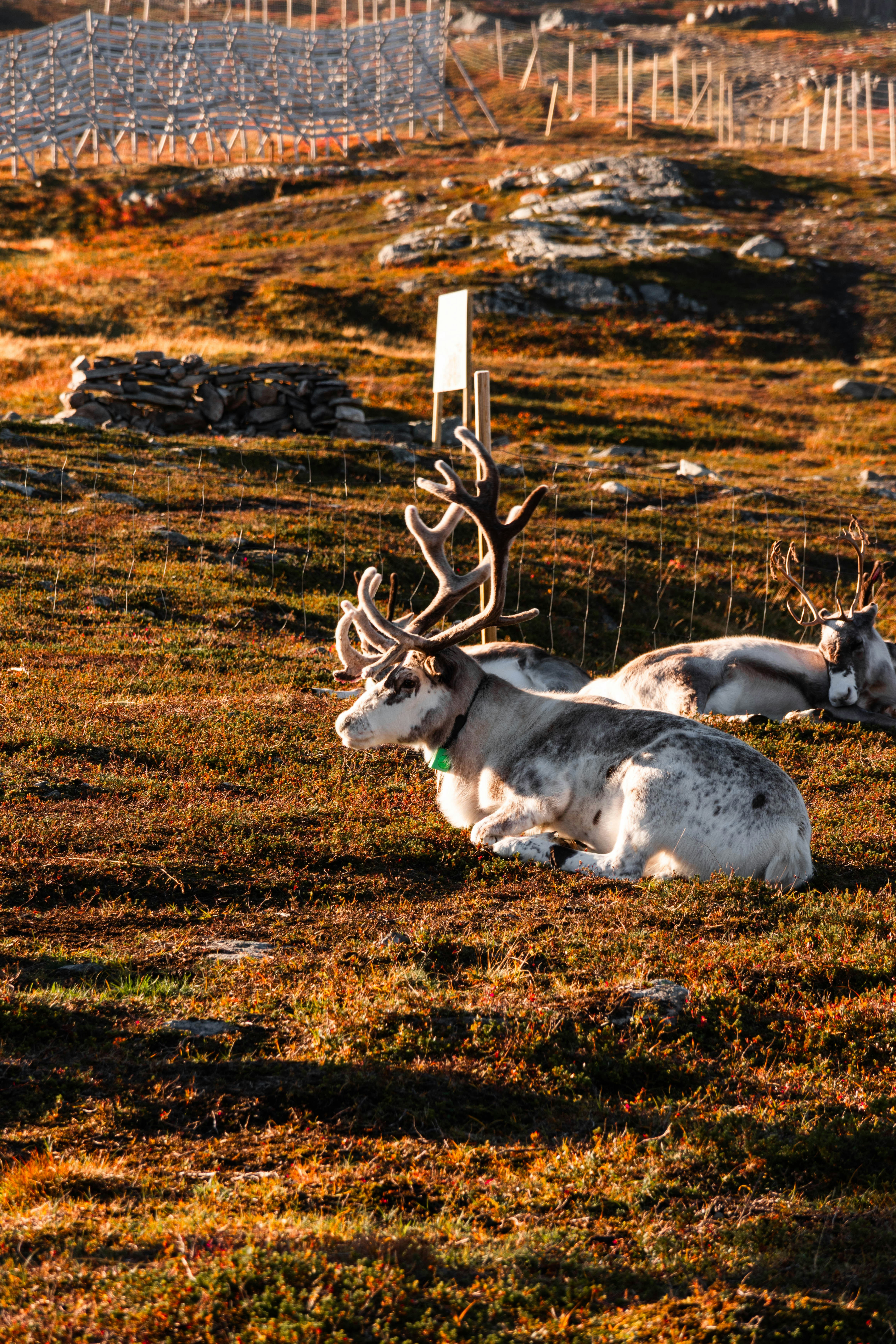 A resting reindeer with impressive antlers in a vibrant autumn landscape, surrounded by fellow herd members and natural textures. 